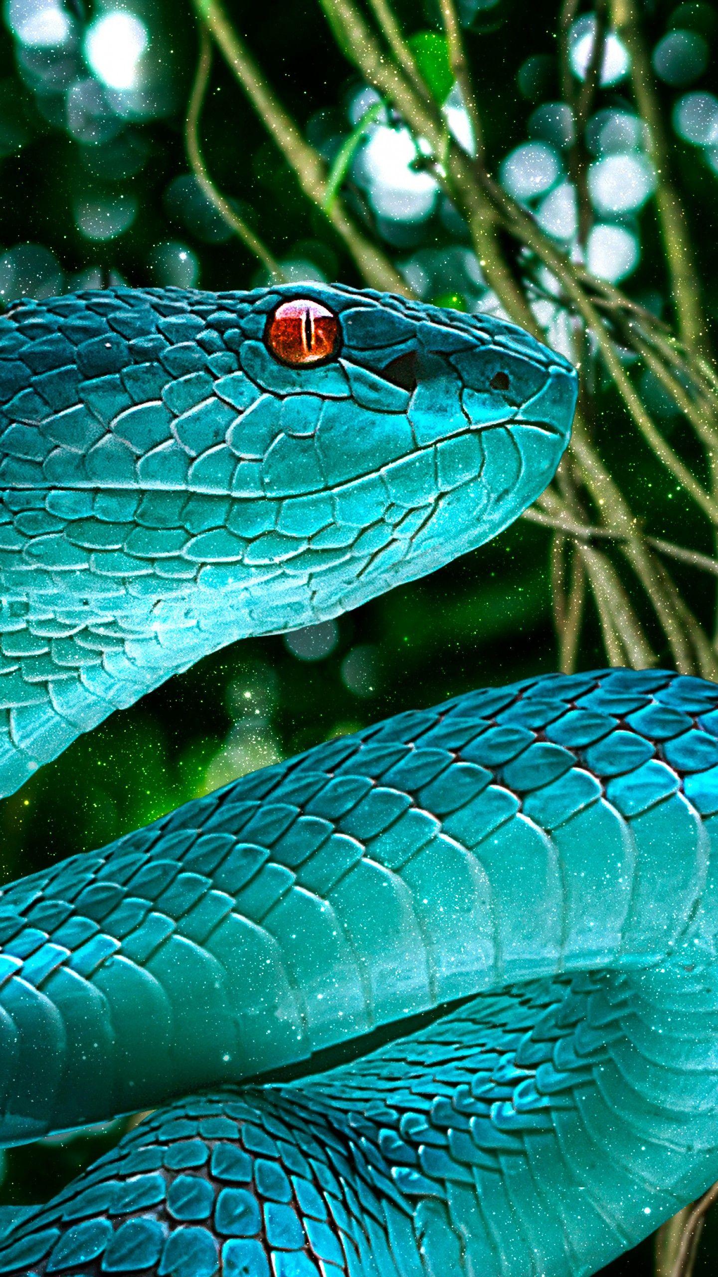 Snake iPhone Wallpapers - Top Free Snake iPhone Backgrounds ...