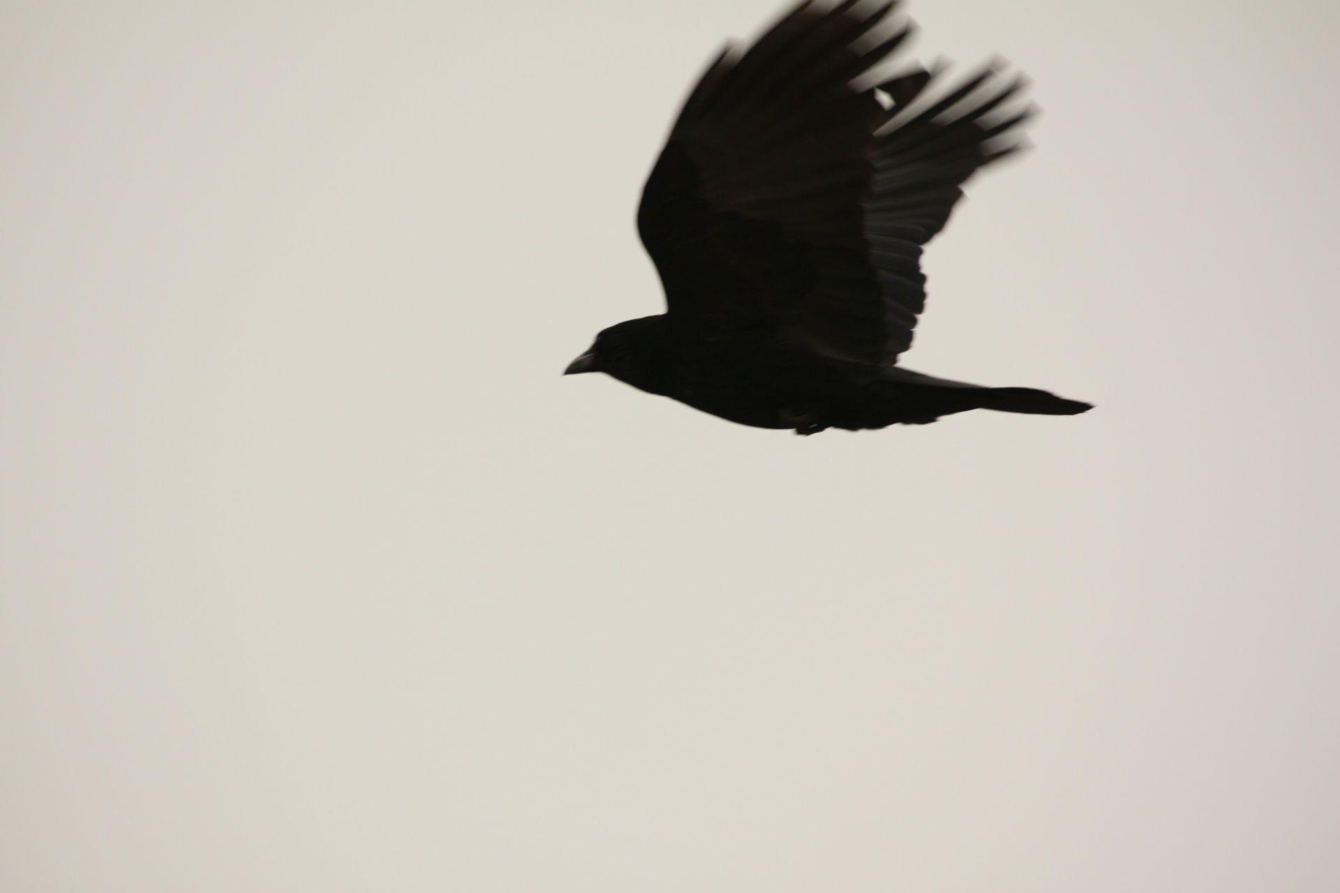 Crow Wallpapers - Top Free Crow Backgrounds - WallpaperAccess