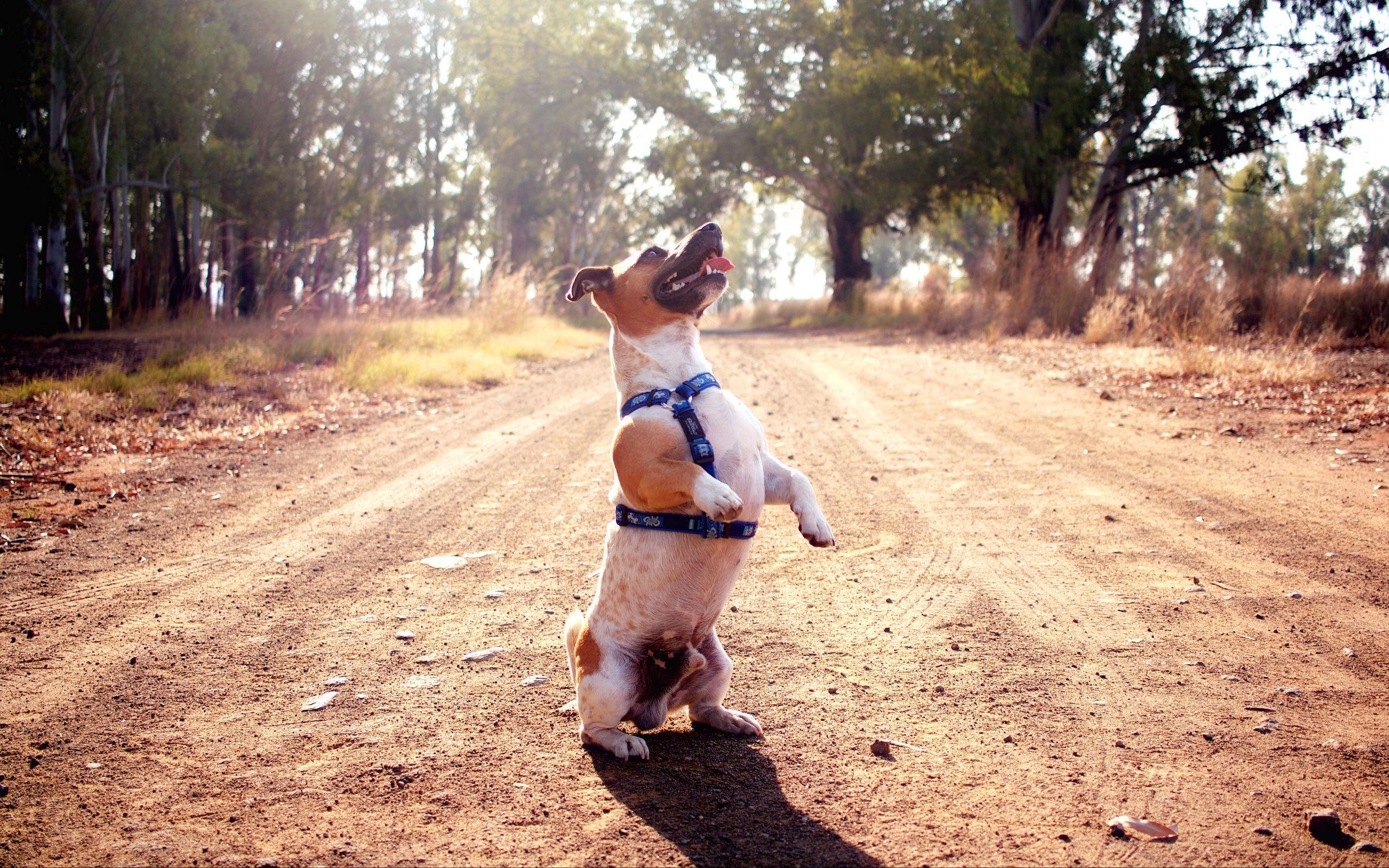 Jack Russell Wallpapers - Top Free Jack Russell Backgrounds ...