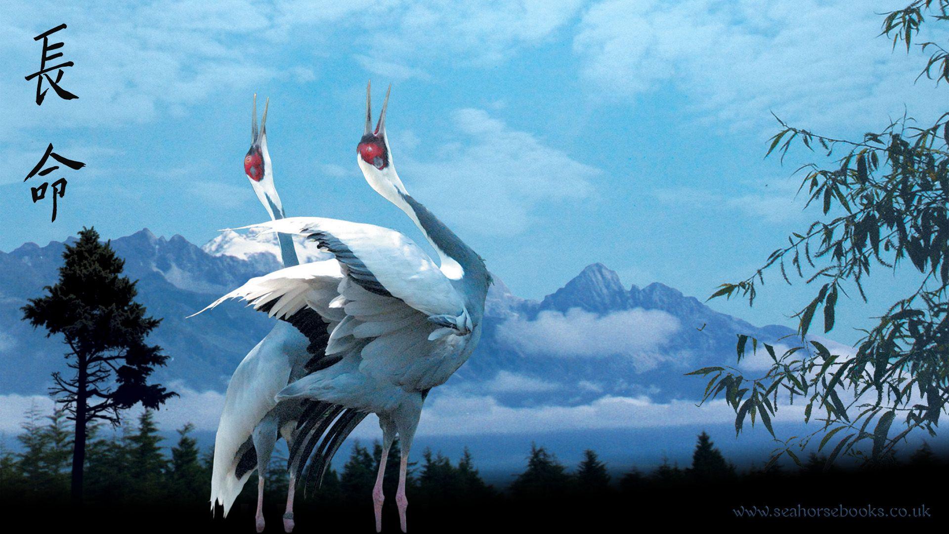 Crane Desktop Wallpapers - Top Free Crane Desktop Backgrounds ...