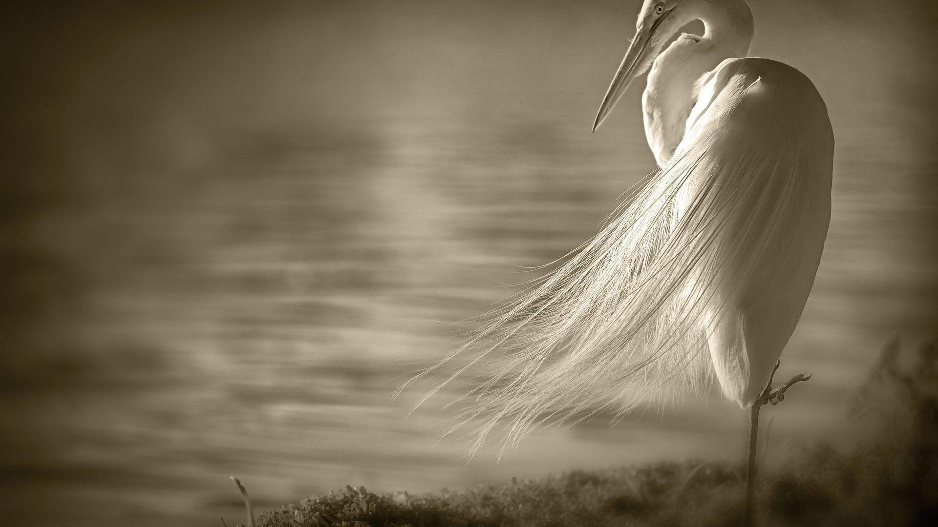 Crane Desktop Wallpapers - Top Free Crane Desktop Backgrounds ...