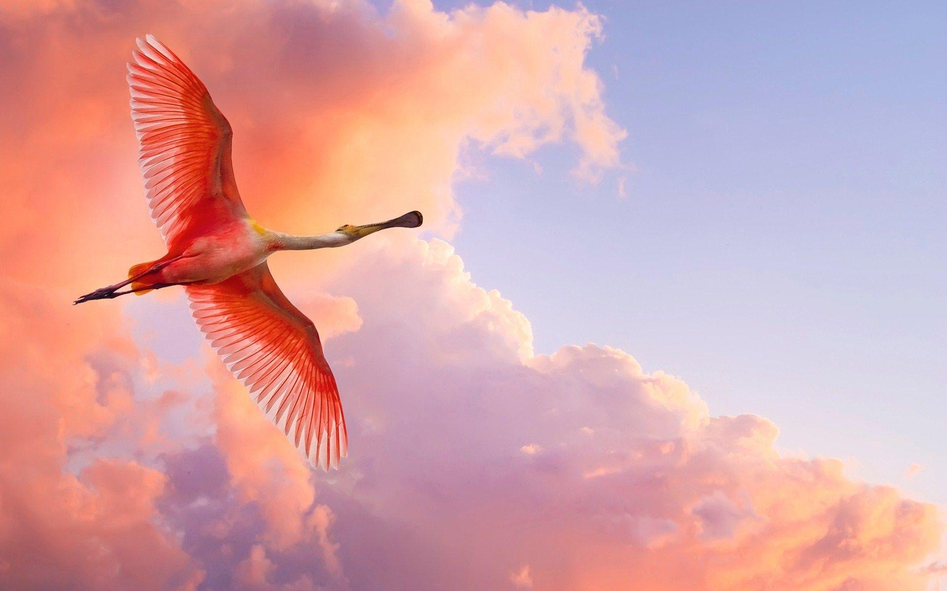 Crane Desktop Wallpapers - Top Free Crane Desktop Backgrounds ...