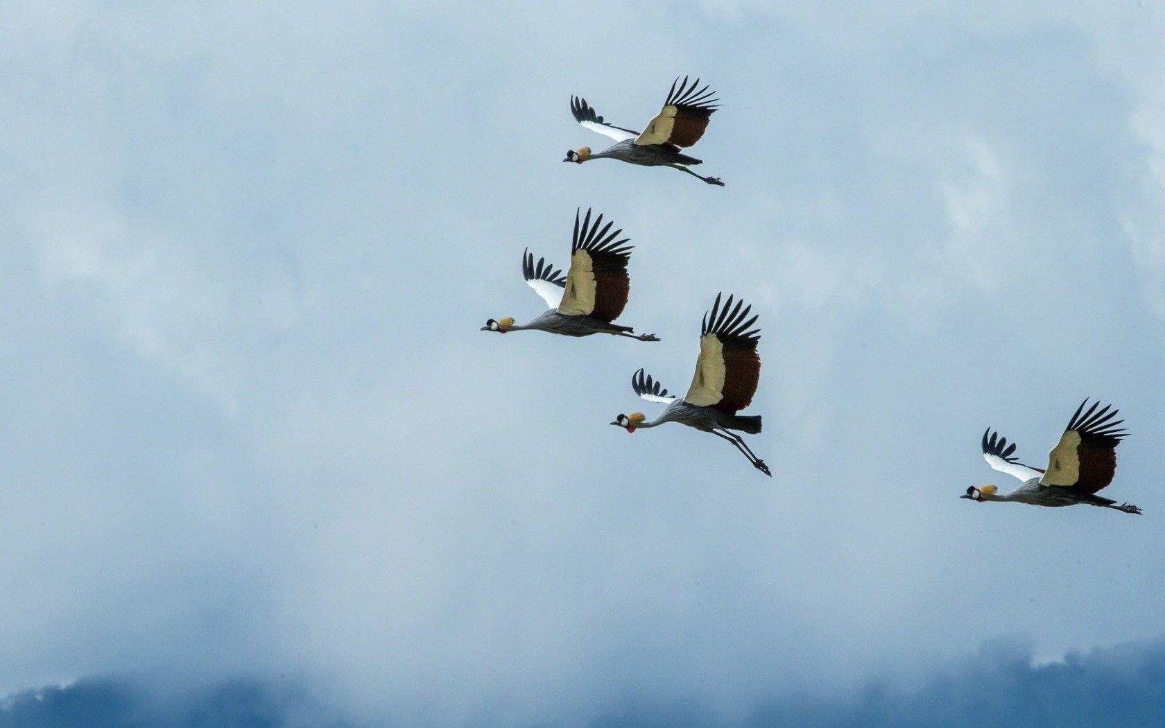 Crane Desktop Wallpapers - Top Free Crane Desktop Backgrounds ...