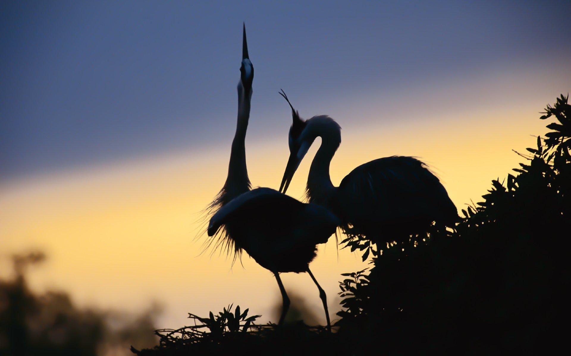 Crane Desktop Wallpapers - Top Free Crane Desktop Backgrounds ...