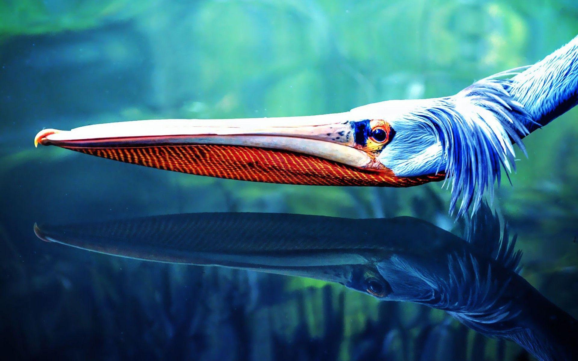 Crane Desktop Wallpapers - Top Free Crane Desktop Backgrounds ...