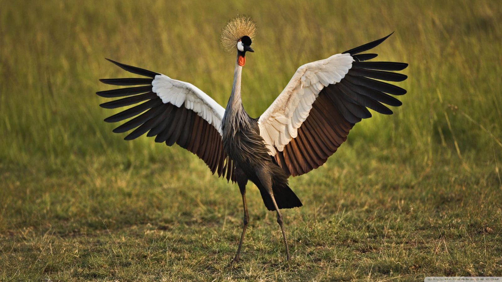 Crane Desktop Wallpapers - Top Free Crane Desktop Backgrounds ...
