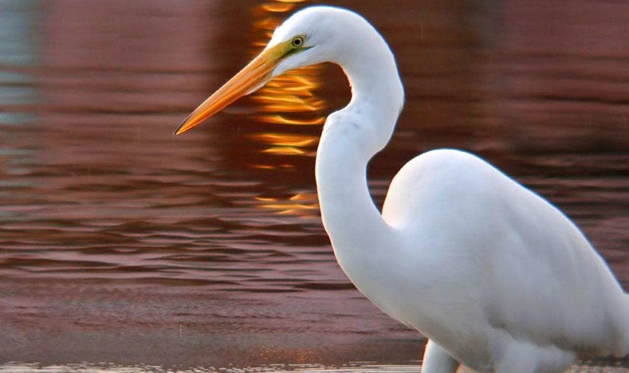 Crane Desktop Wallpapers - Top Free Crane Desktop Backgrounds ...
