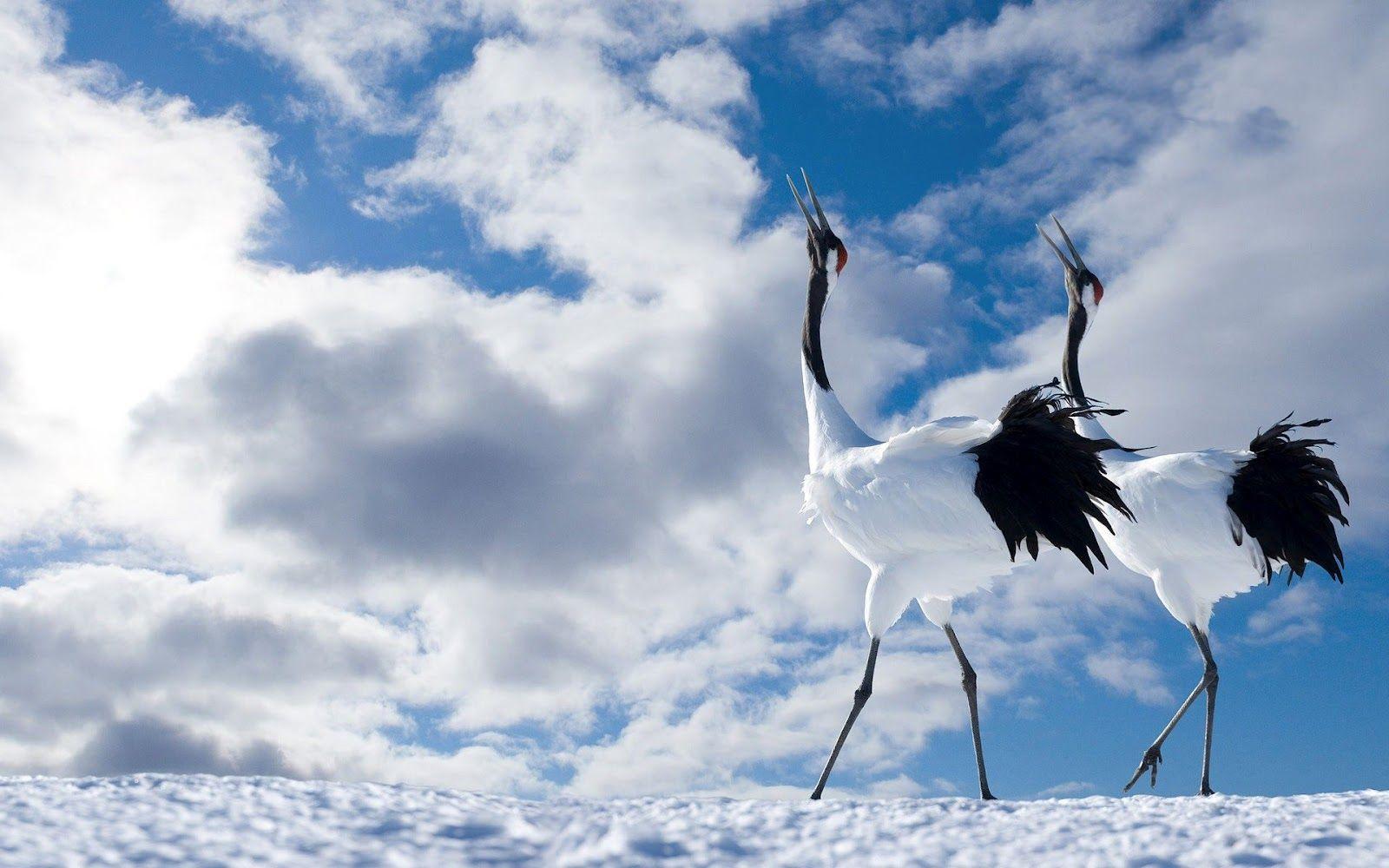Crane Desktop Wallpapers - Top Free Crane Desktop Backgrounds ...