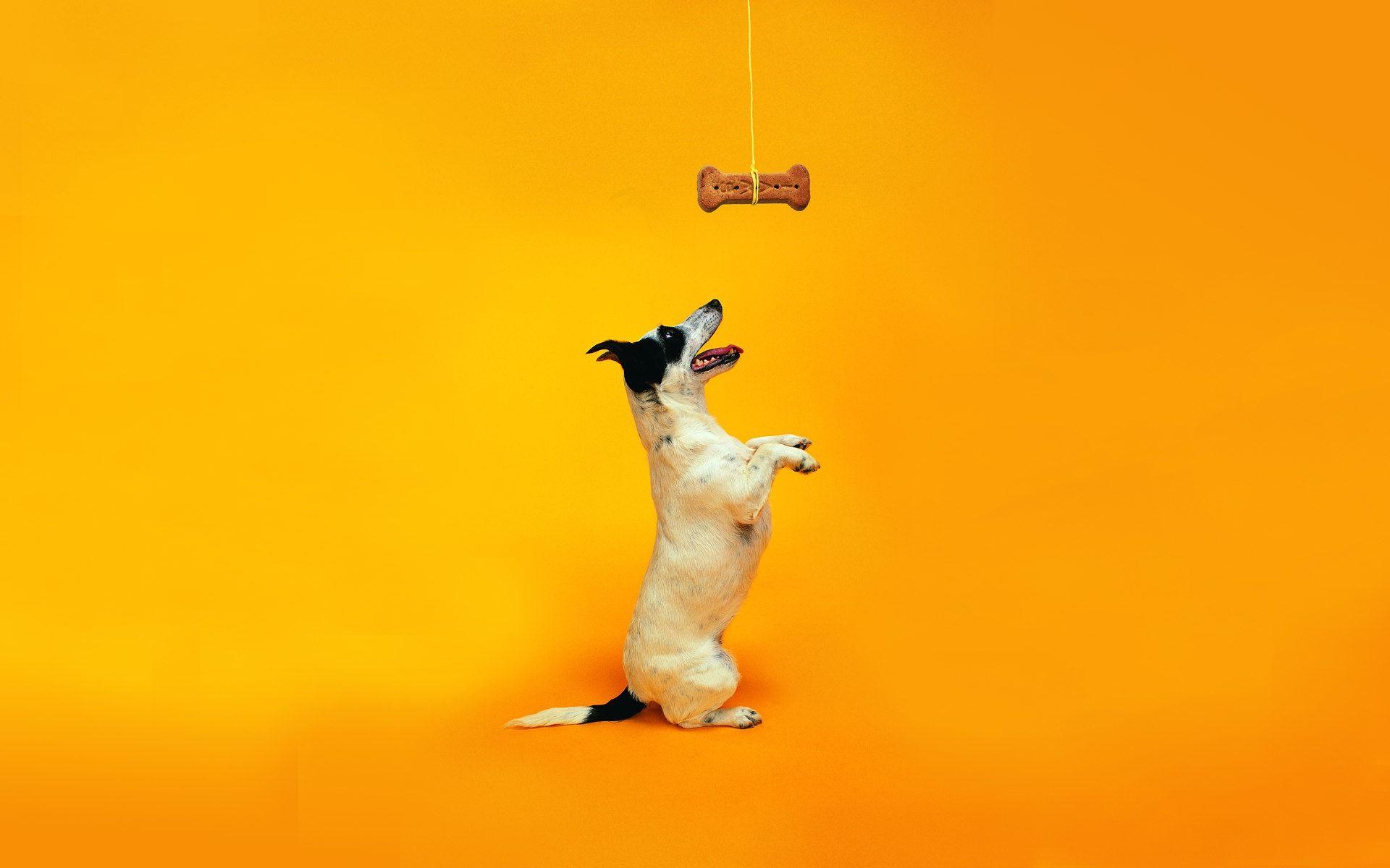 Cat and Dog Funny Wallpapers - Top Free Cat and Dog Funny Backgrounds ...