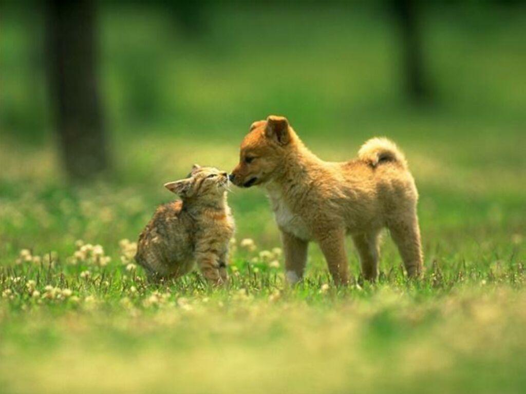 Cat and Dog Funny Wallpapers - Top Free Cat and Dog Funny Backgrounds ...