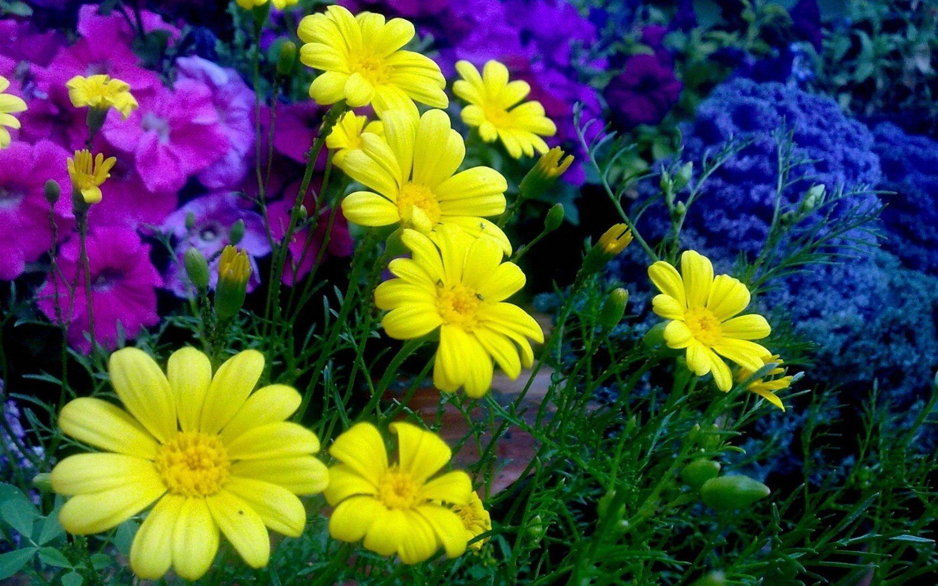 Yellow Daisy Wallpapers - Top Free Yellow Daisy Backgrounds ...