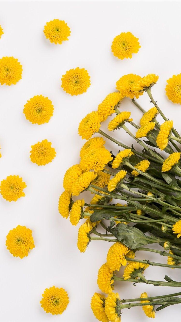 Yellow Daisy Wallpapers - Top Free Yellow Daisy Backgrounds ...