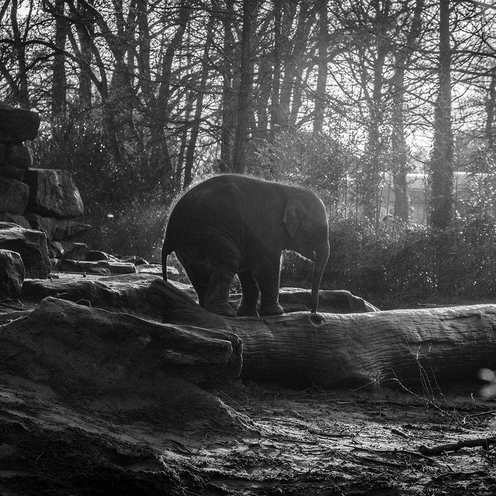 Cute Elephant Phone Wallpapers - Top Free Cute Elephant Phone ...