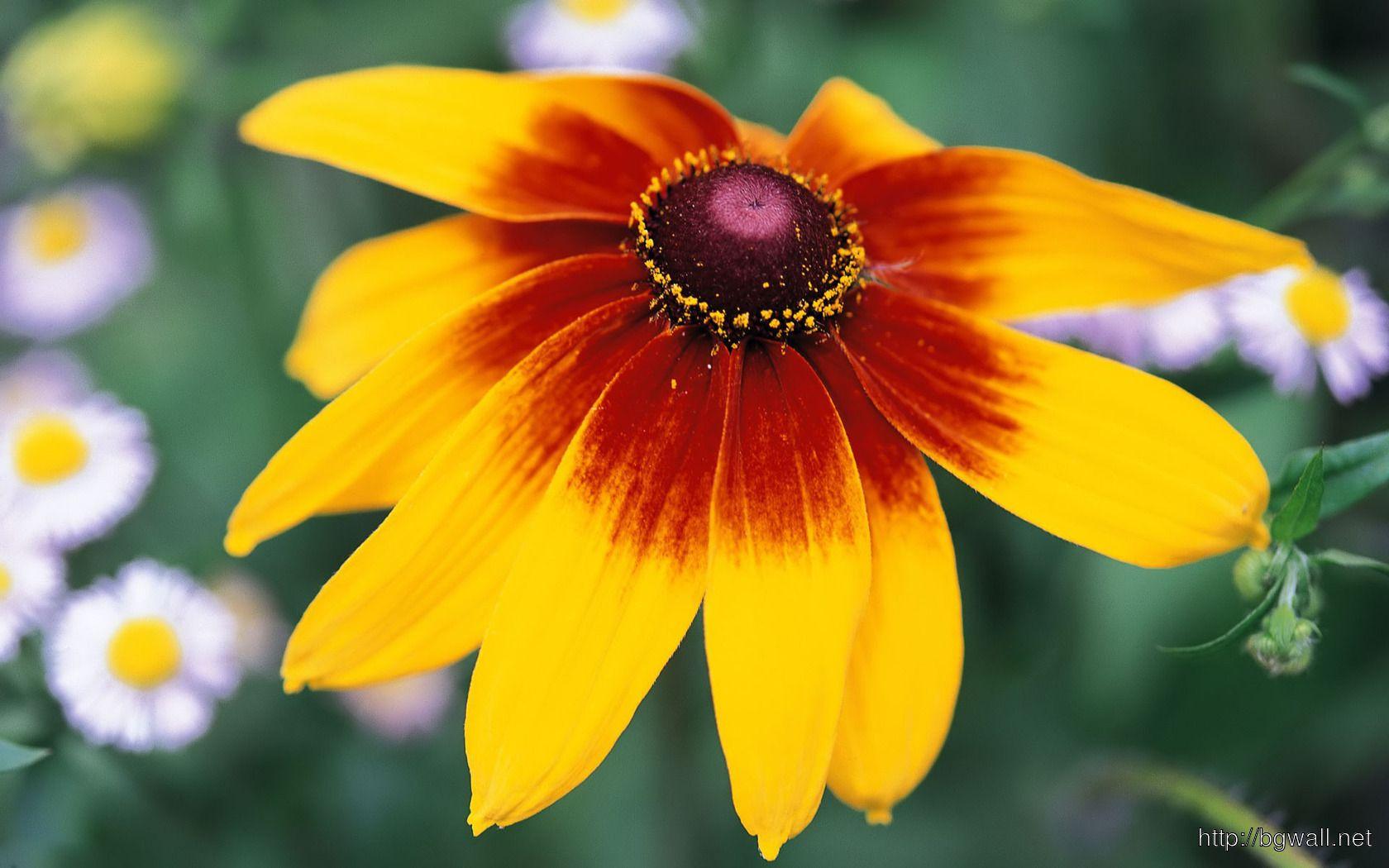 Yellow Daisy Wallpapers - Top Free Yellow Daisy Backgrounds ...