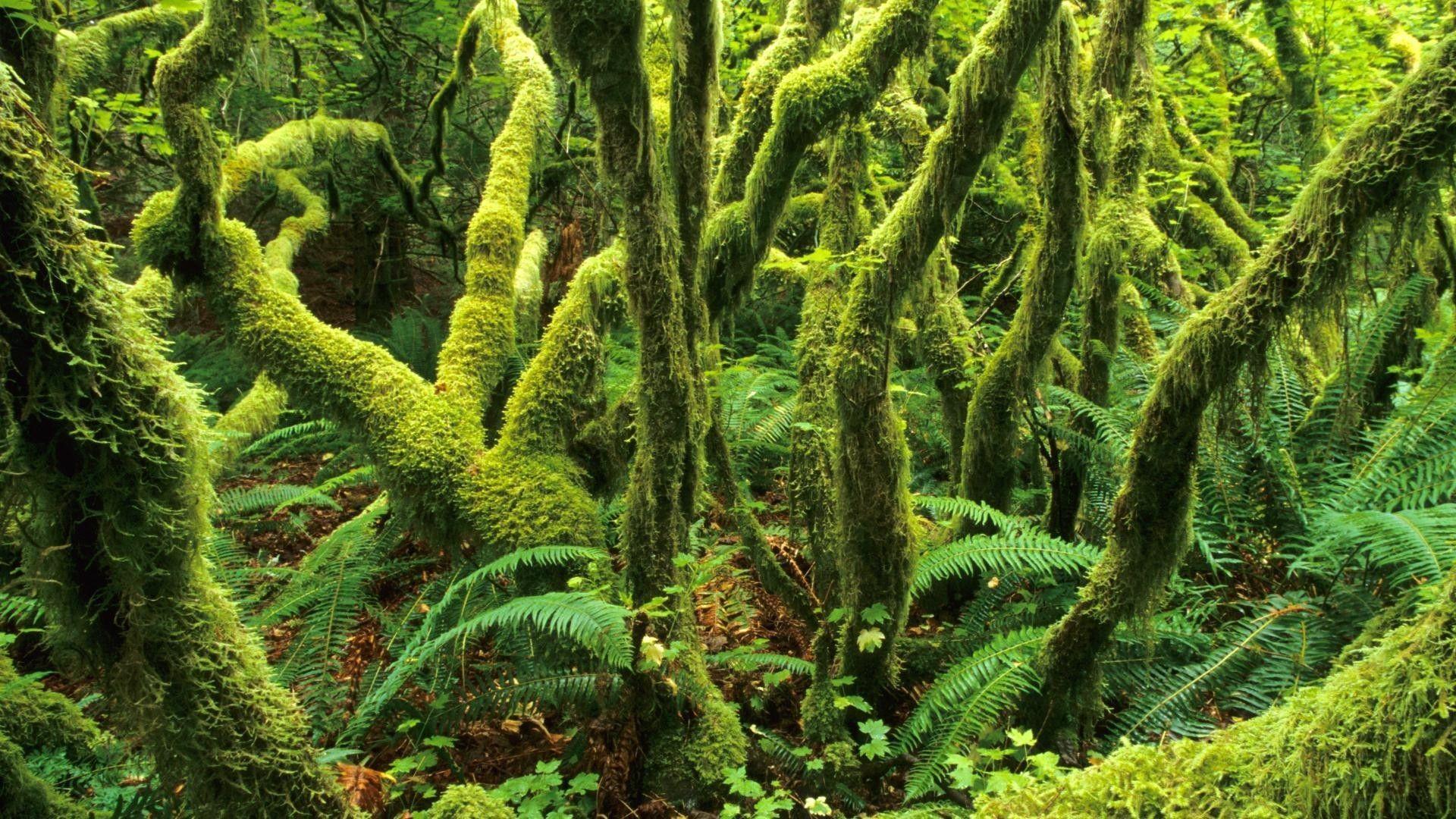 Washington Nature Wallpapers - Top Free Washington Nature Backgrounds ...