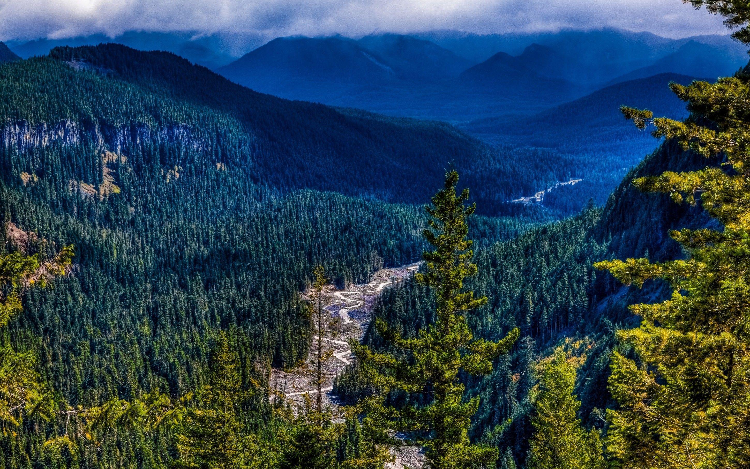 Washington Forest Wallpapers - Top Free Washington Forest Backgrounds ...