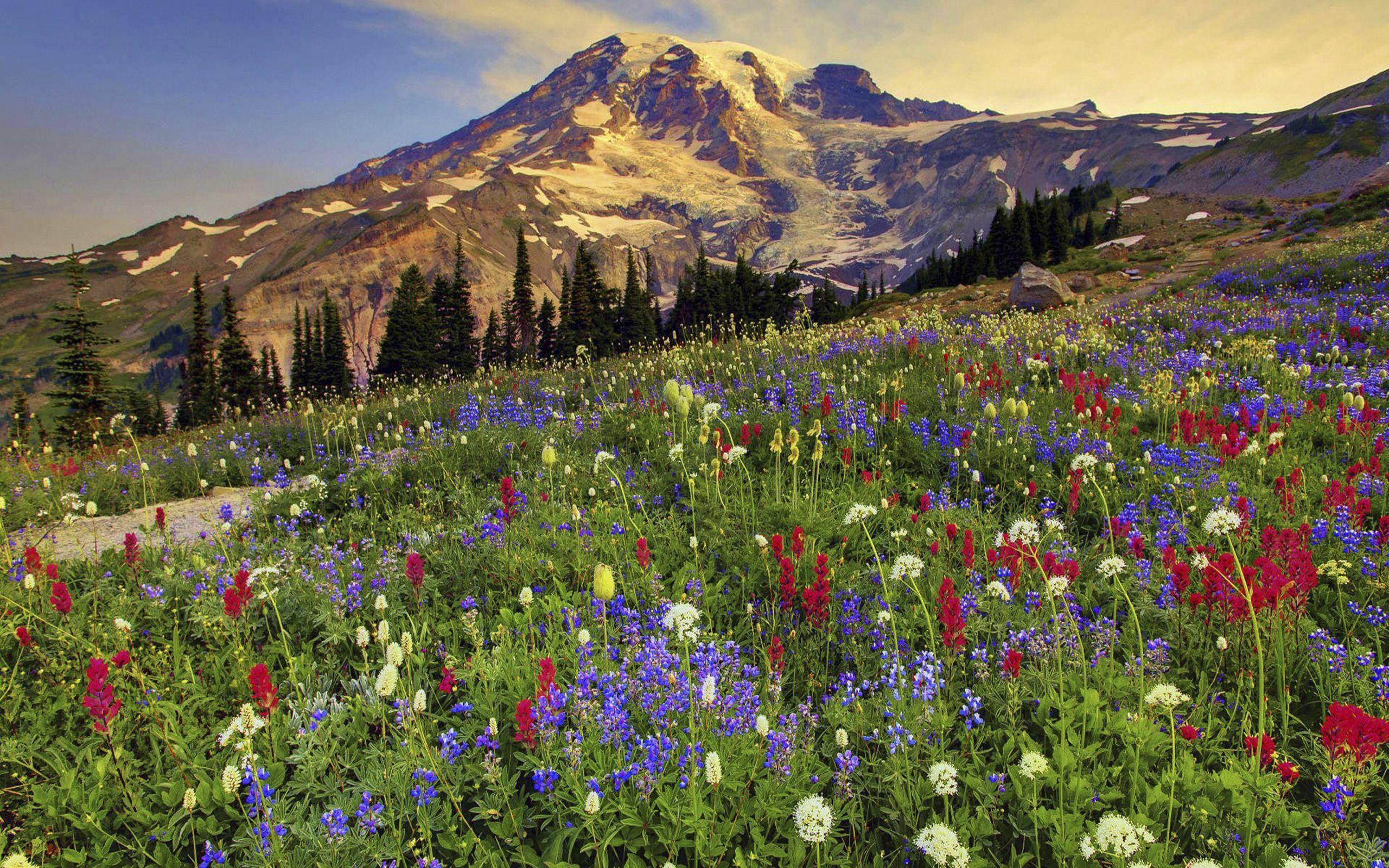Mt. Rainier Wallpapers - Top Free Mt. Rainier Backgrounds - WallpaperAccess