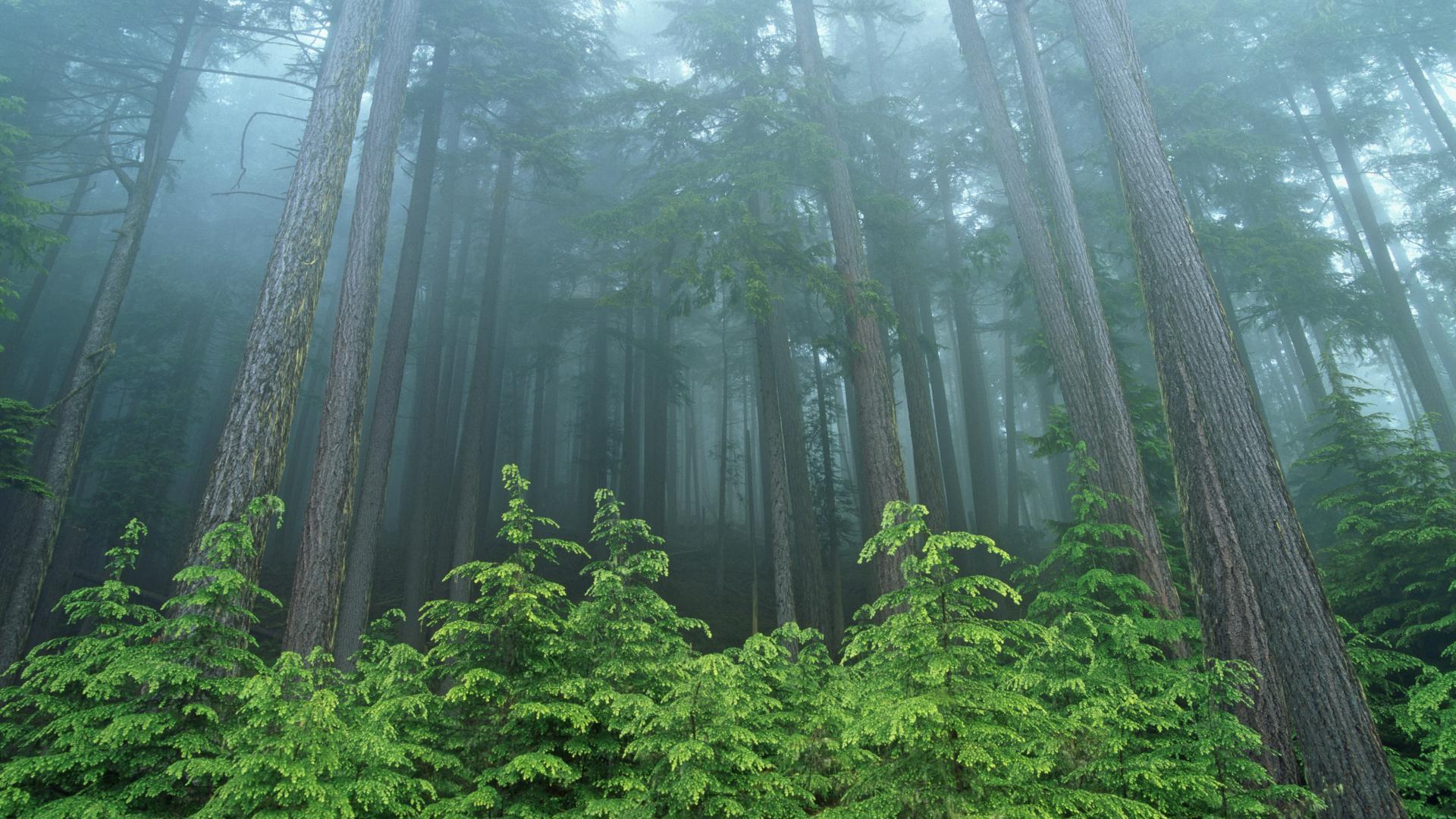 Washington Nature Wallpapers - Top Free Washington Nature Backgrounds ...