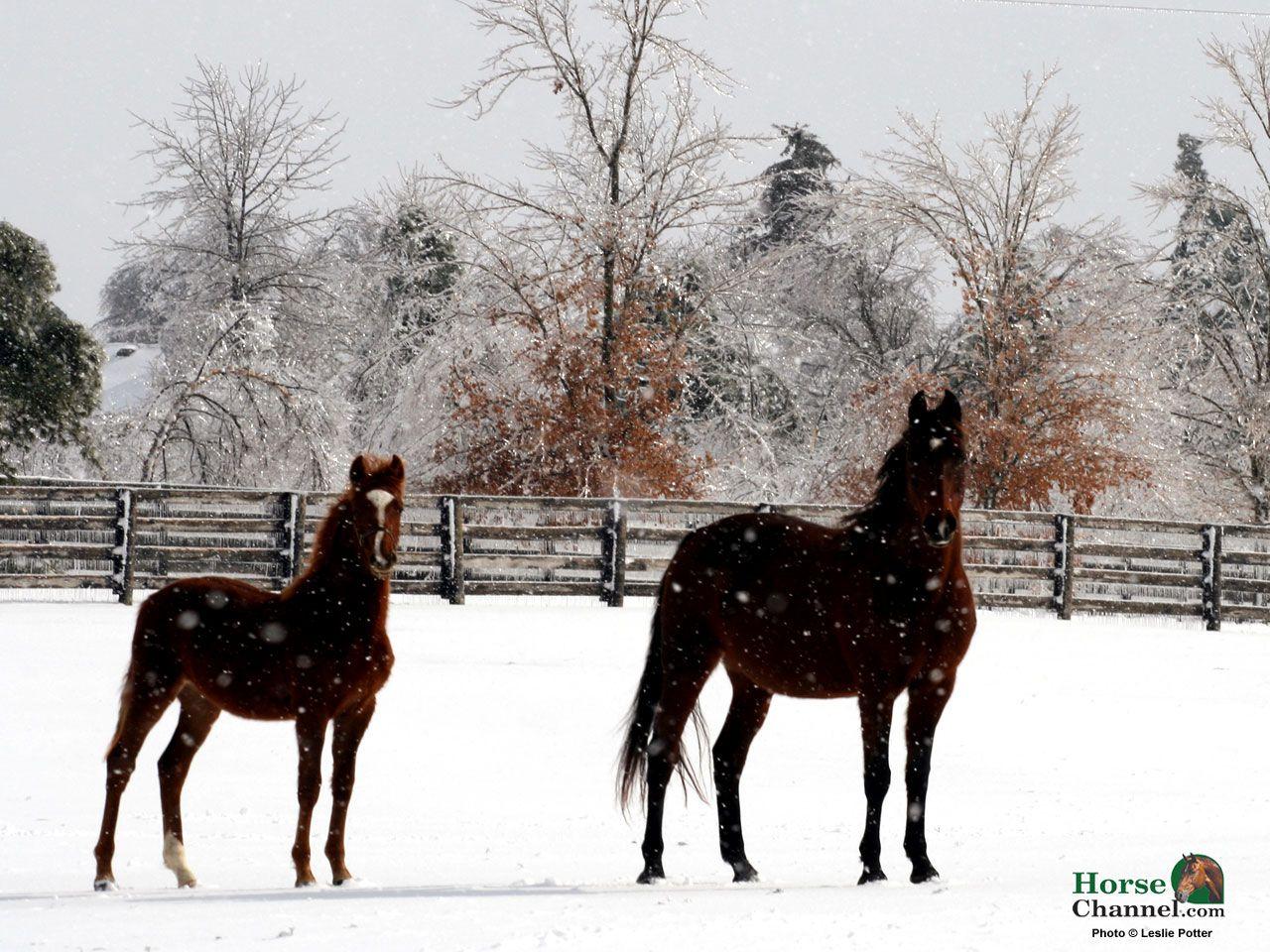 Western Christmas Desktop Wallpapers - Top Free Western Christmas ...