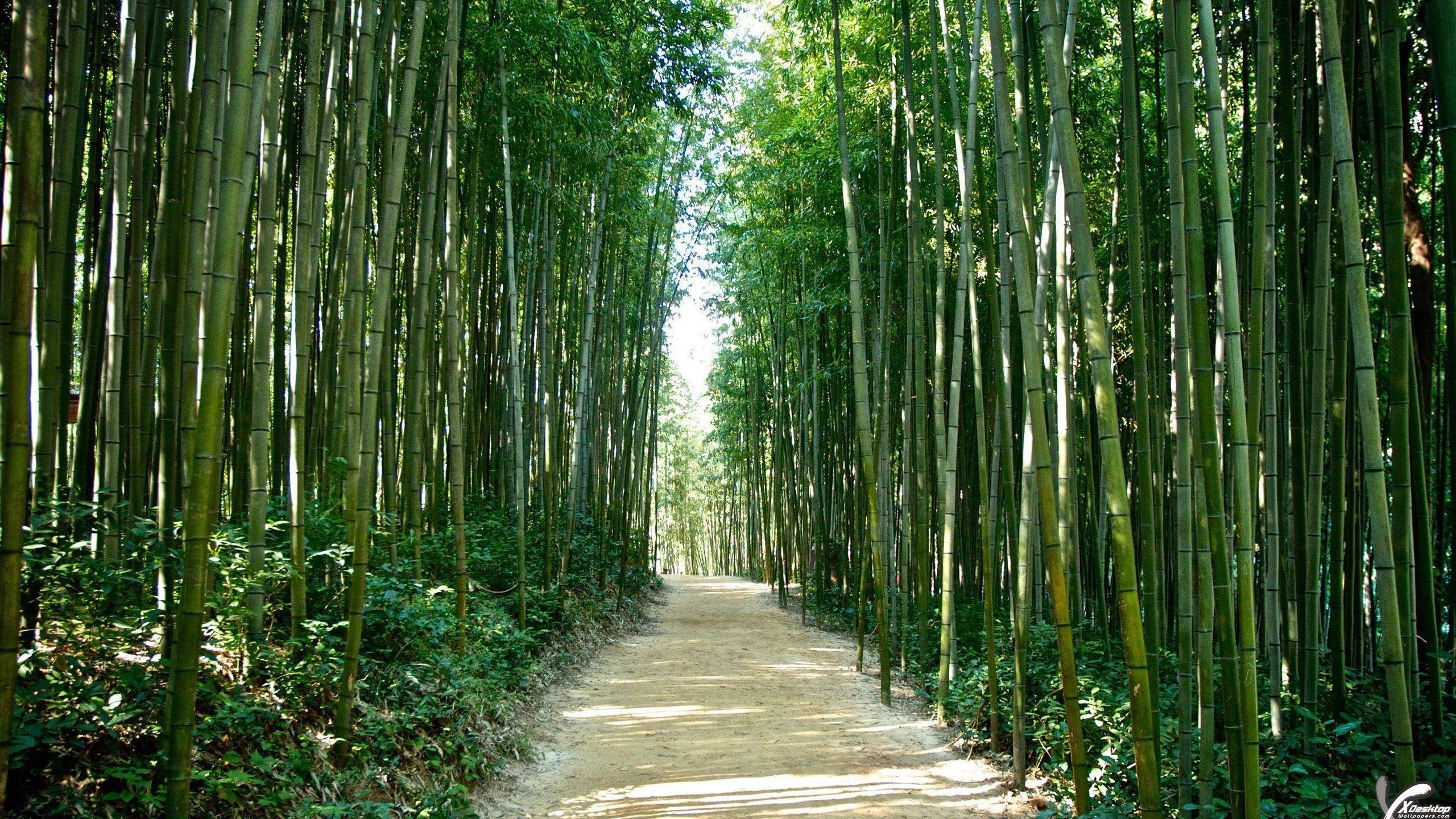 Bamboo Forest Desktop Wallpapers - Top Free Bamboo Forest Desktop ...