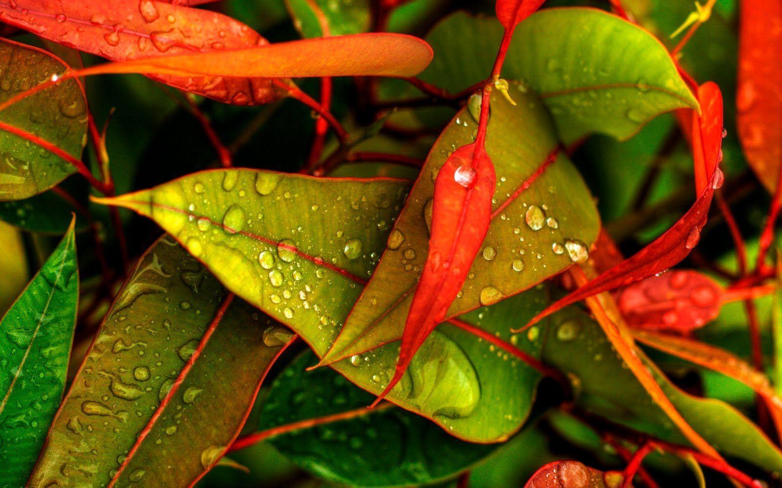 HD Rain Desktop Wallpapers - Top Free HD Rain Desktop Backgrounds ...
