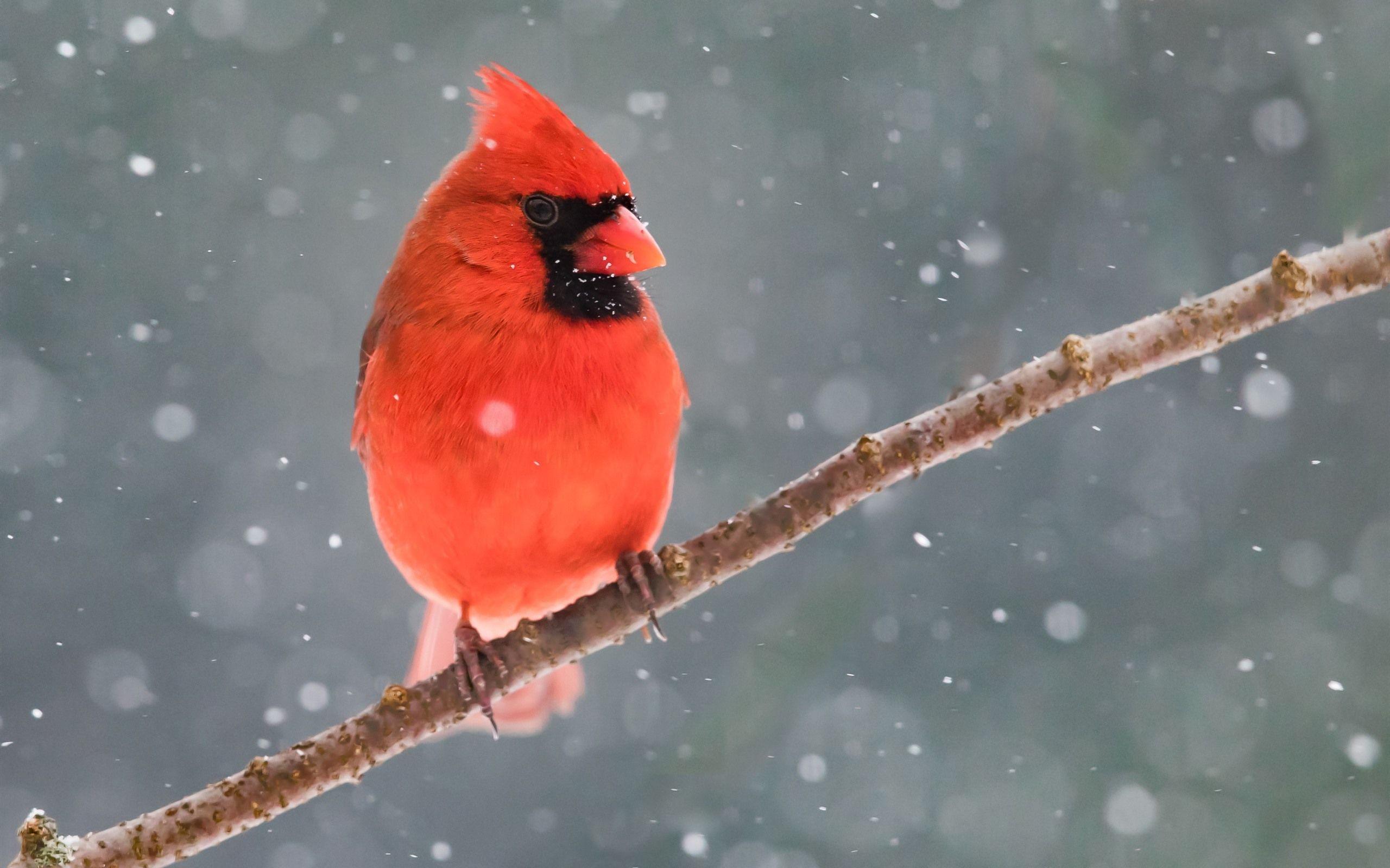 Red Cardinal Wallpapers - Top Free Red Cardinal Backgrounds ...