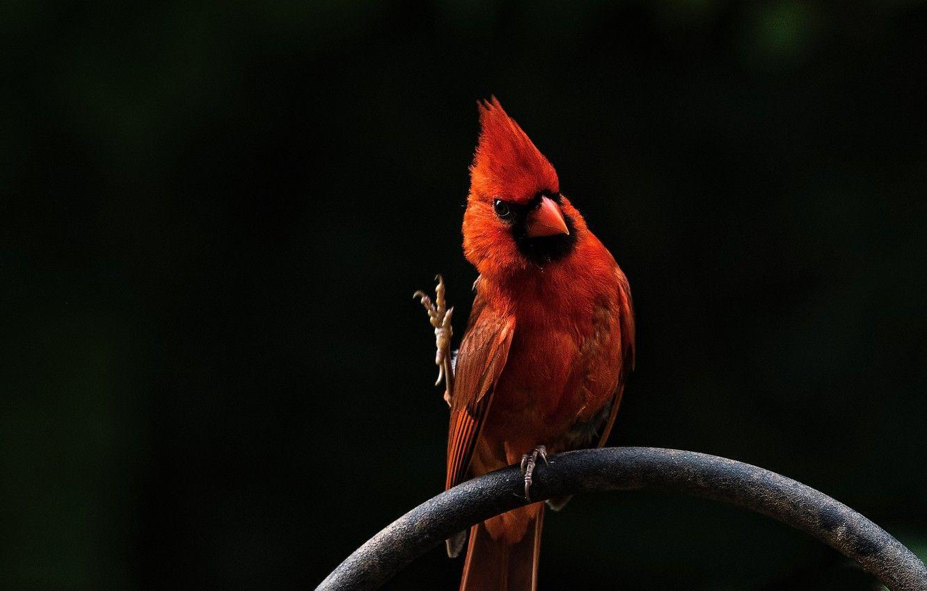 Cardinal Bird Wallpapers - Top Free Cardinal Bird Backgrounds ...