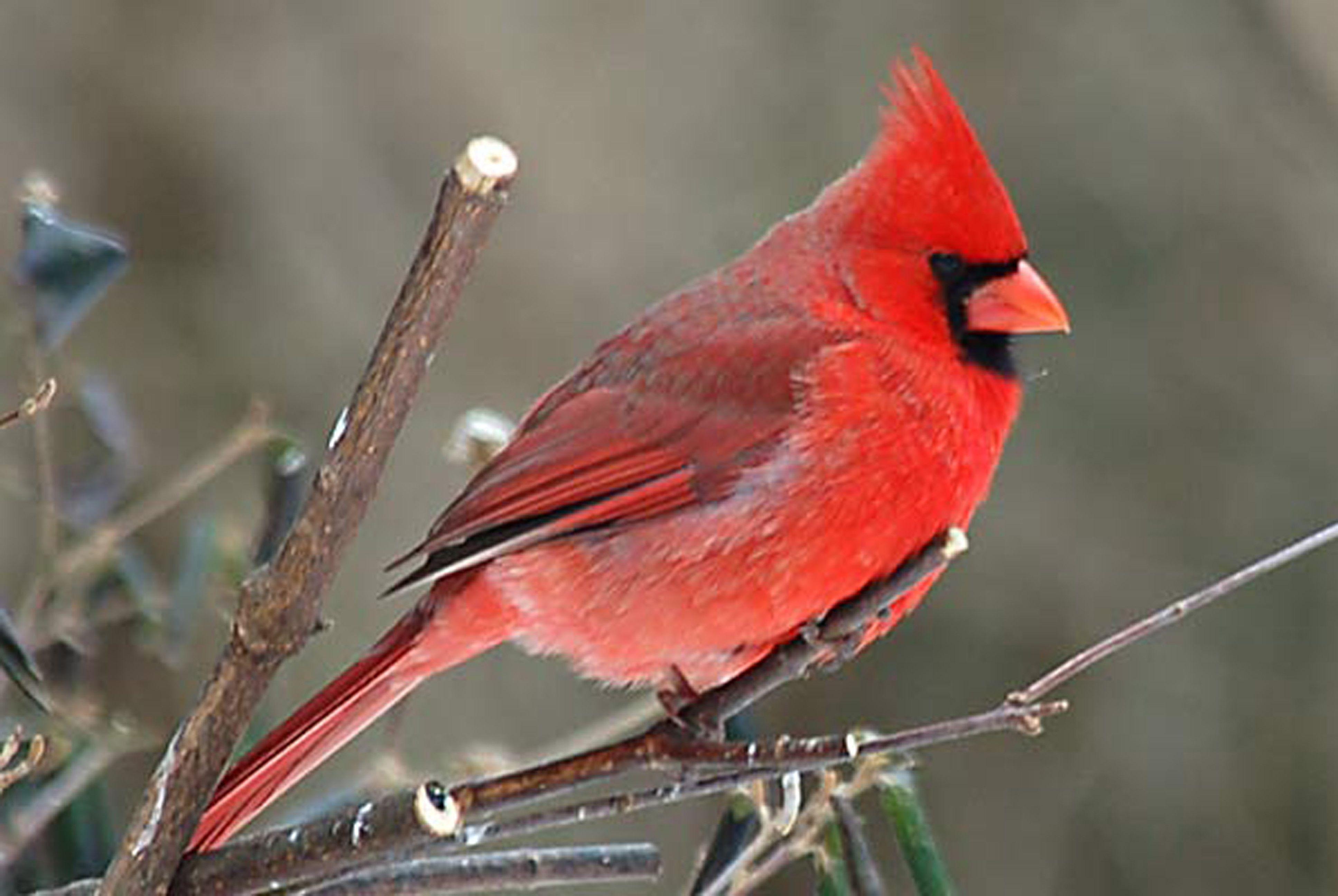 Red Cardinal Wallpapers - Top Free Red Cardinal Backgrounds ...