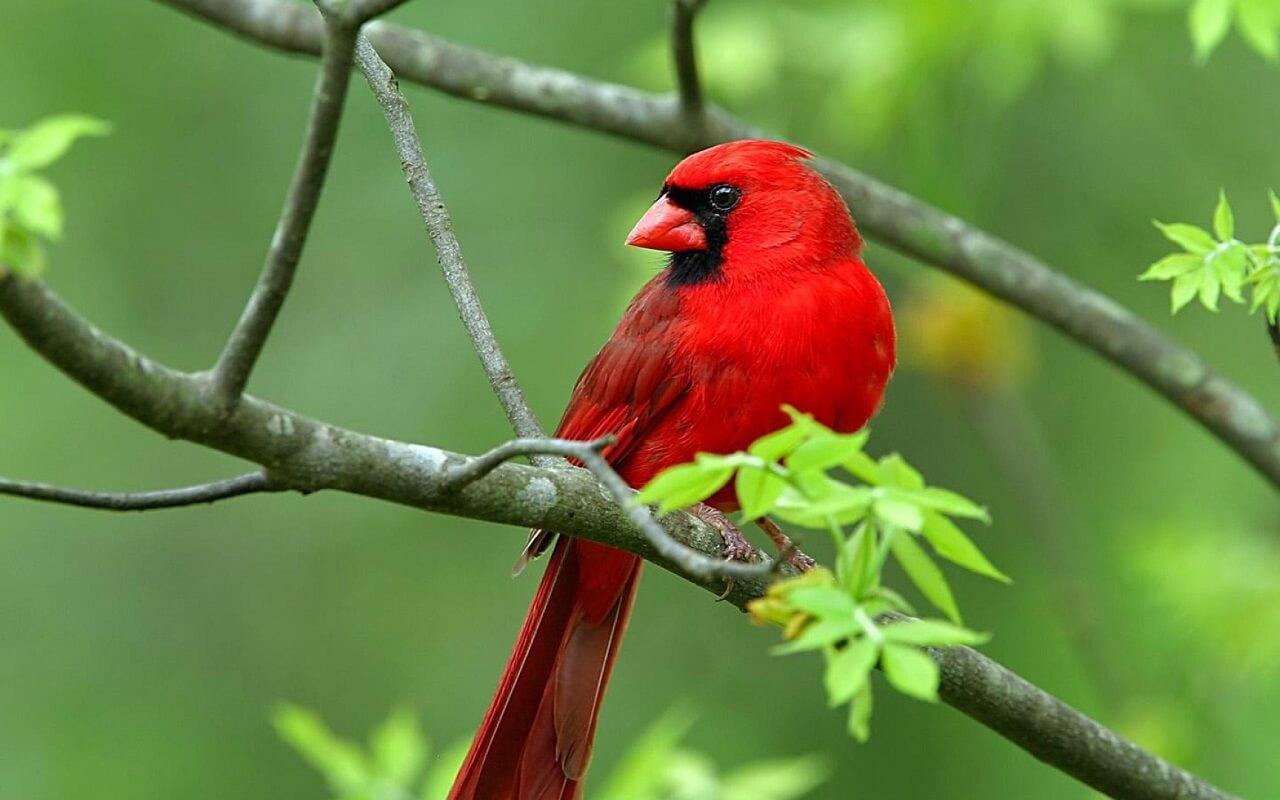Red Cardinal Wallpapers - Top Free Red Cardinal Backgrounds ...