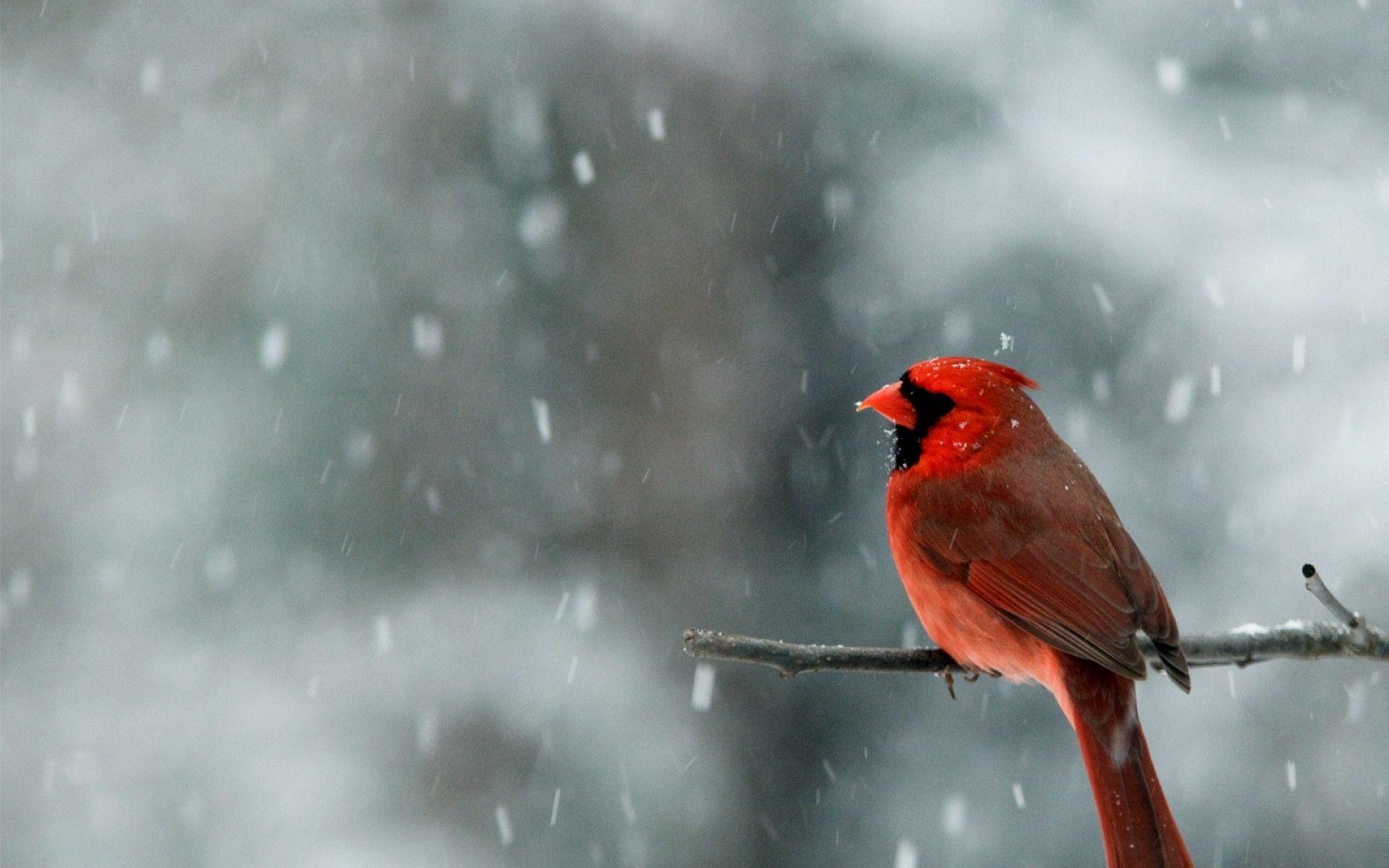 Red Cardinal Wallpapers - Top Free Red Cardinal Backgrounds ...