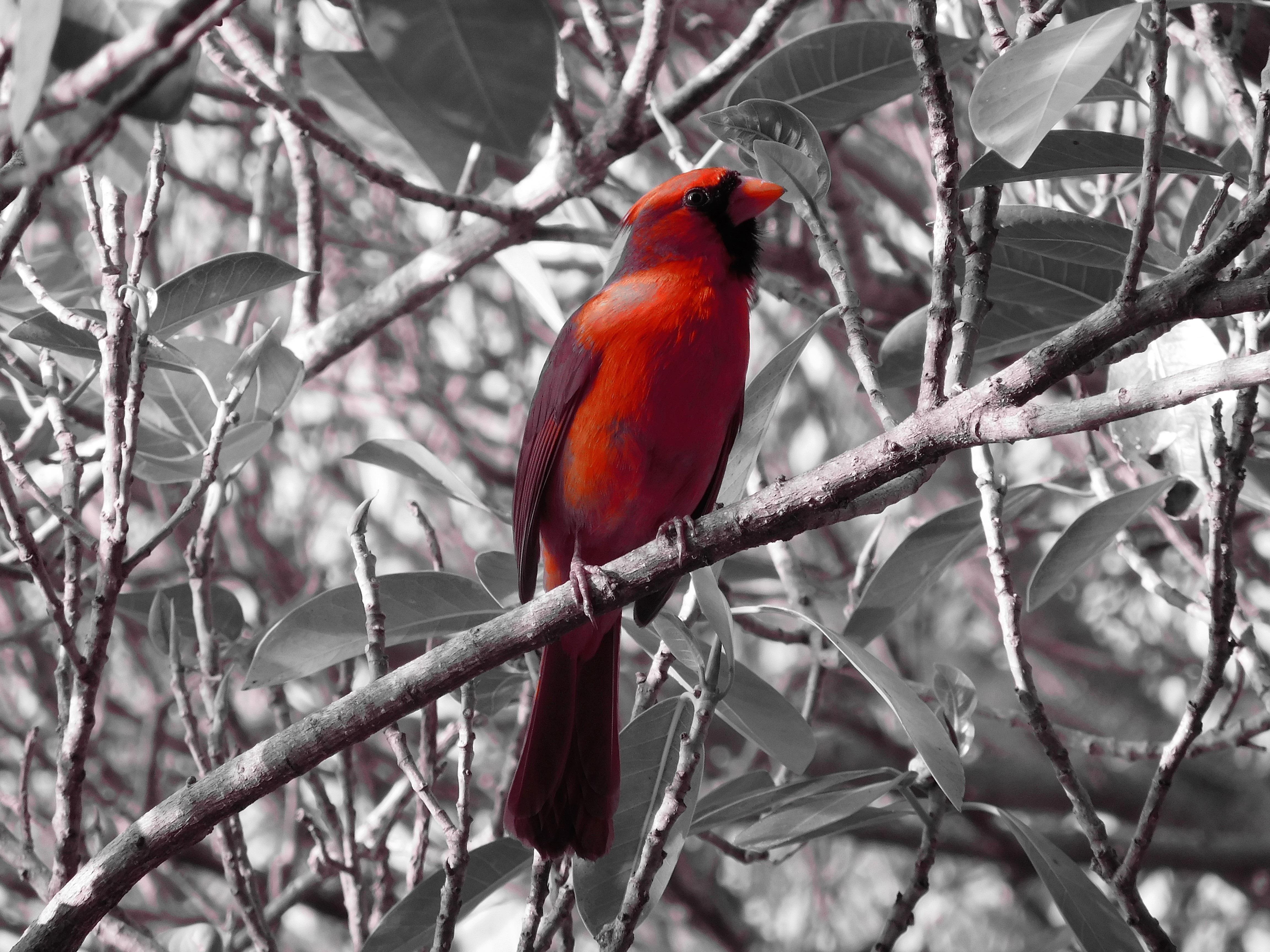 Red Cardinal Wallpapers - Top Free Red Cardinal Backgrounds ...