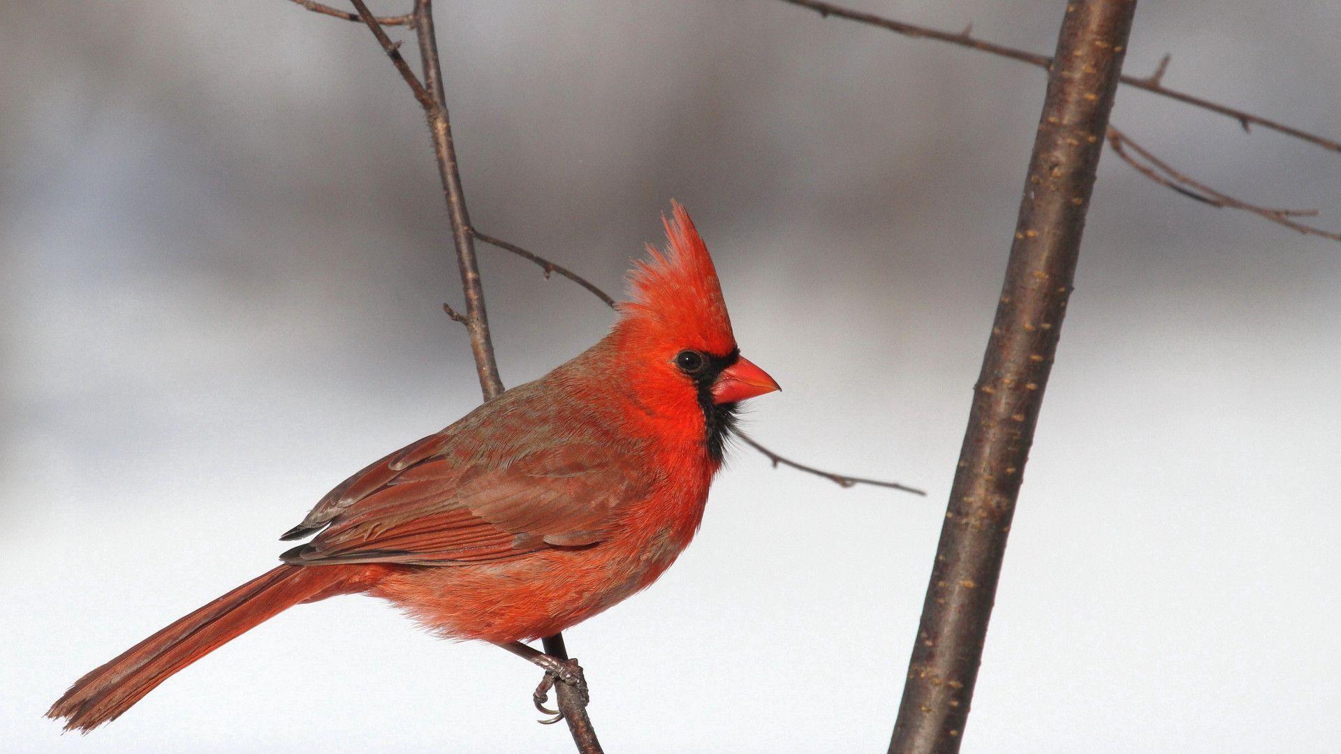 Red Cardinal Wallpapers - Top Free Red Cardinal Backgrounds ...