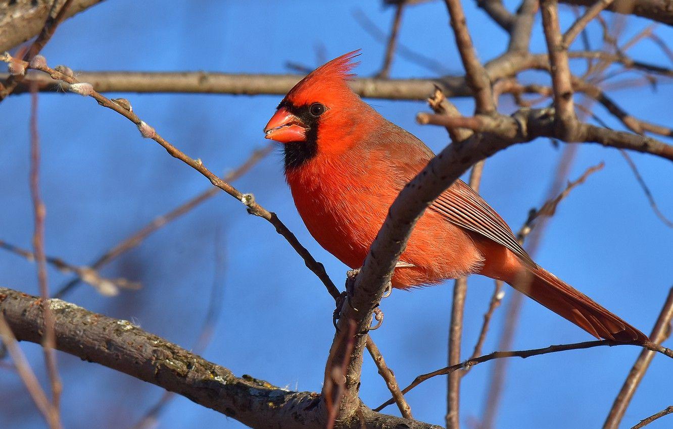 Red Cardinal Wallpapers - Top Free Red Cardinal Backgrounds ...