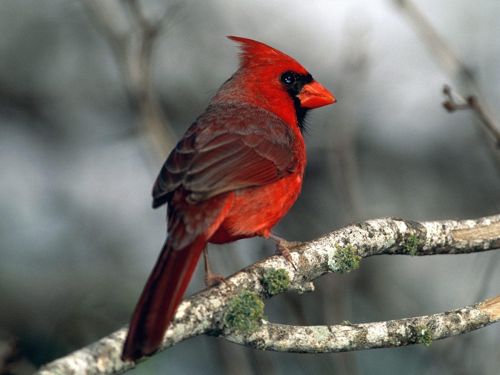 Red Cardinal Wallpapers - Top Free Red Cardinal Backgrounds ...