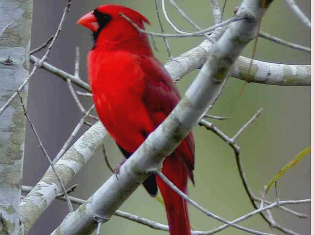 Red Cardinal Wallpapers - Top Free Red Cardinal Backgrounds ...