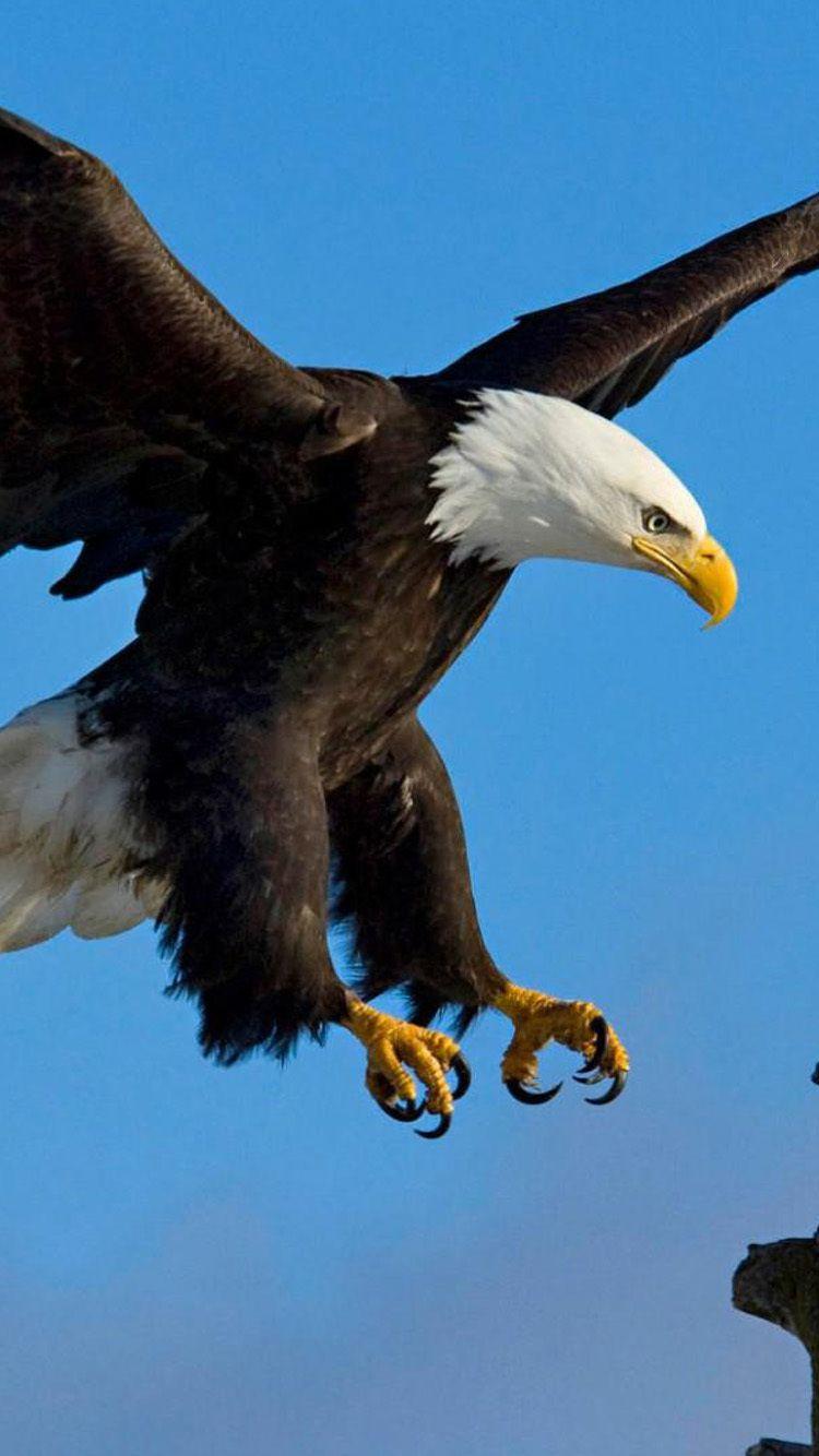 iPhone Eagle Wallpapers - Top Free iPhone Eagle Backgrounds - WallpaperAccess