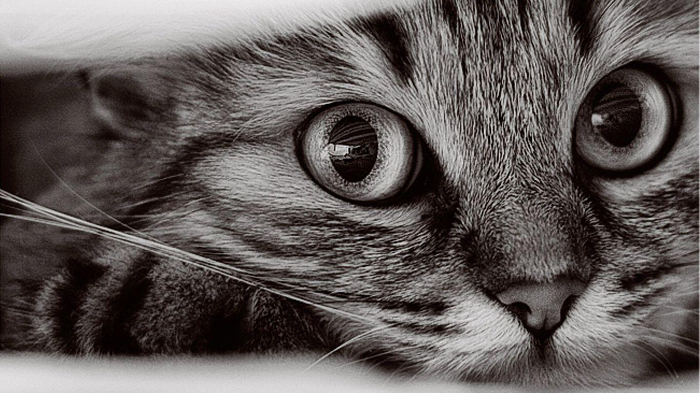HD Cat Wallpapers - Top Free HD Cat Backgrounds - WallpaperAccess