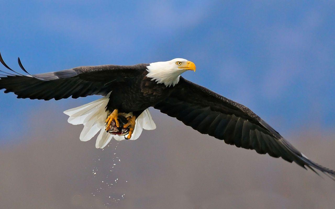 Eagle HD Desktop Wallpapers - Top Free Eagle HD Desktop Backgrounds - WallpaperAccess