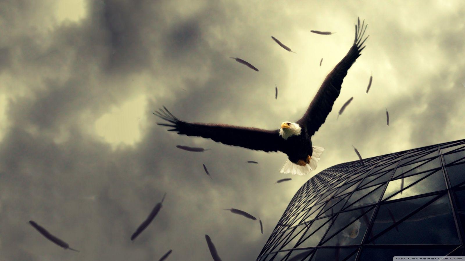 Eagle HD Desktop Wallpapers - Top Free Eagle HD Desktop Backgrounds - WallpaperAccess