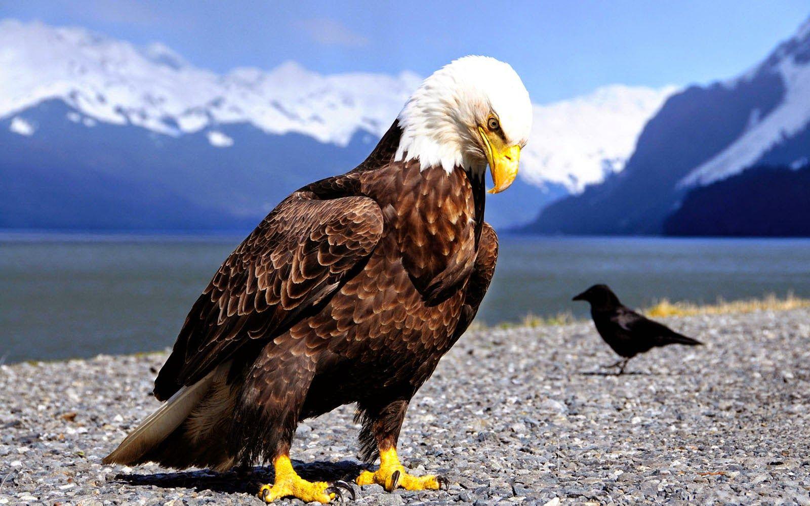 Eagle HD Desktop Wallpapers - Top Free Eagle HD Desktop Backgrounds - WallpaperAccess