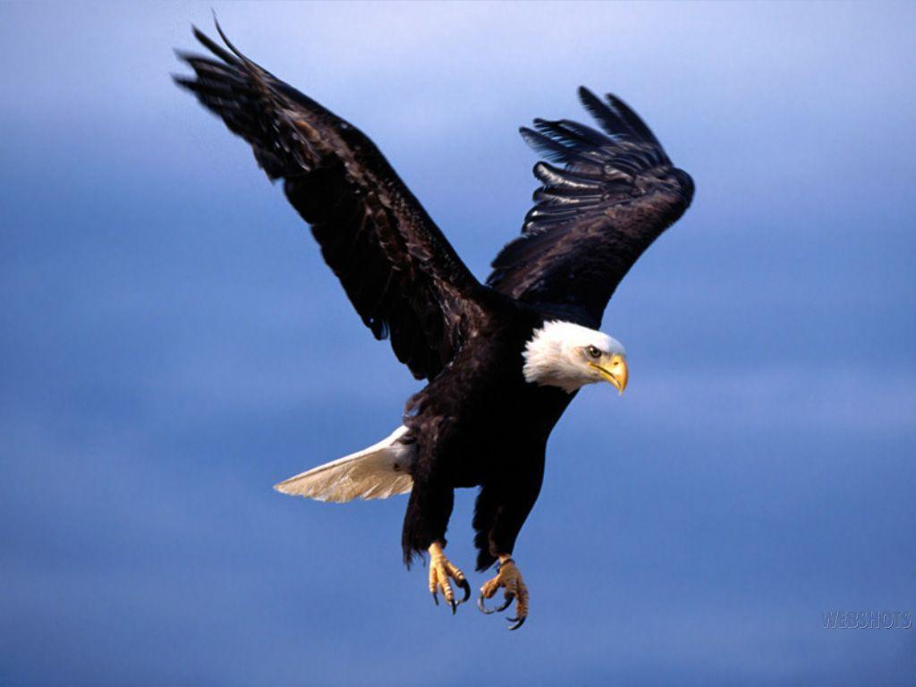 Eagle HD Desktop Wallpapers - Top Free Eagle HD Desktop Backgrounds - WallpaperAccess