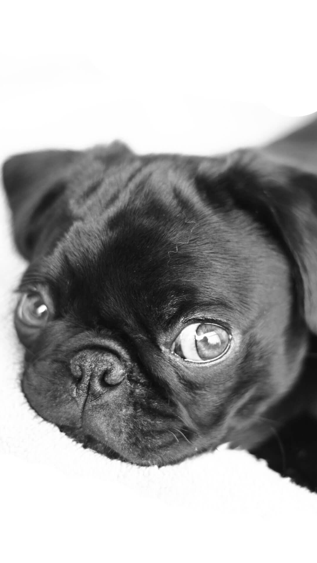 Black Pug Wallpapers - Top Free Black Pug Backgrounds - WallpaperAccess