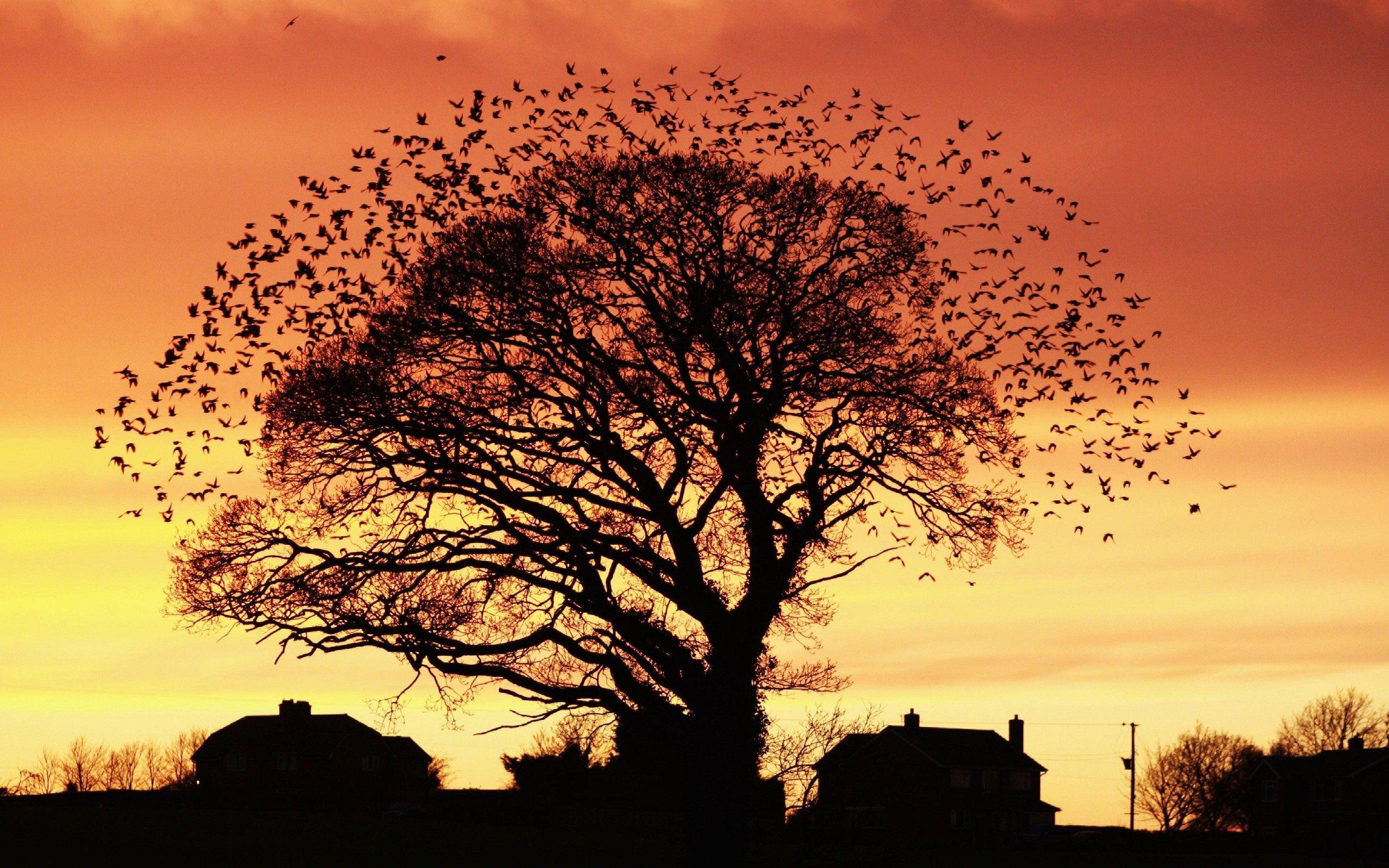 Tranquil Wallpapers - Top Free Tranquil Backgrounds - WallpaperAccess