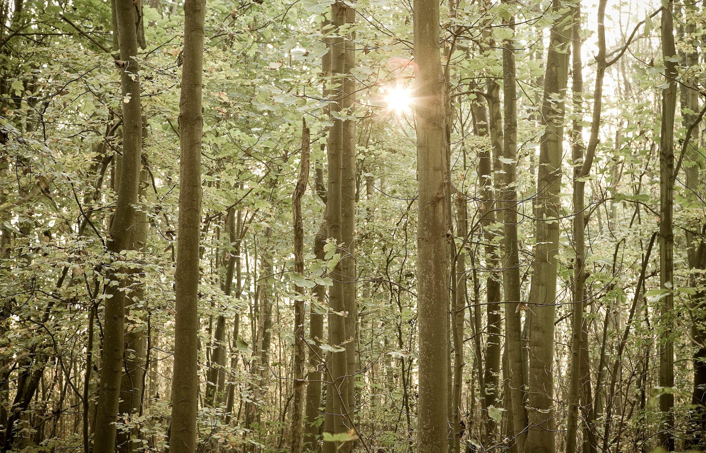 Tranquil Wallpapers - Top Free Tranquil Backgrounds - WallpaperAccess