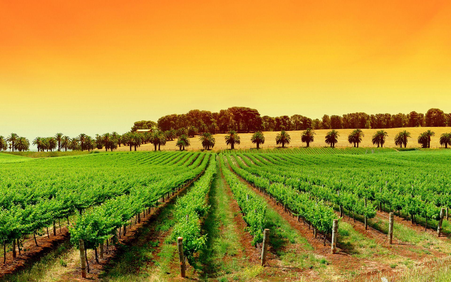 Vineyard Wallpapers - Top Free Vineyard Backgrounds - WallpaperAccess