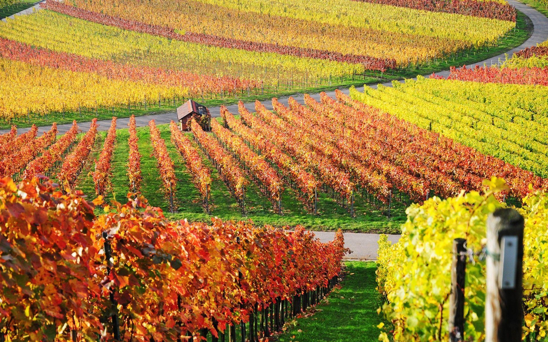 Vineyard Wallpapers - Top Free Vineyard Backgrounds - WallpaperAccess