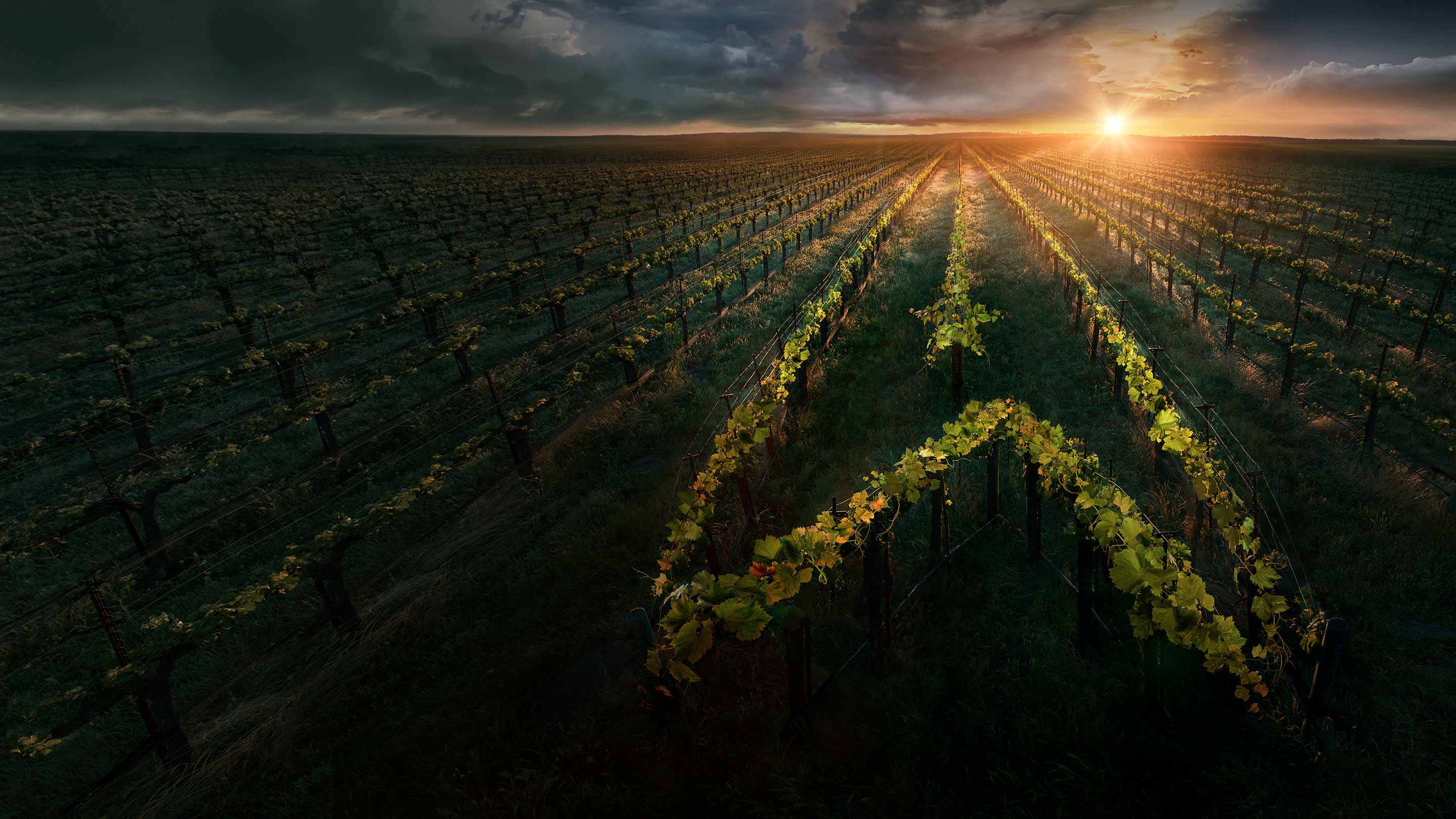 Vineyard Wallpapers - Top Free Vineyard Backgrounds - WallpaperAccess