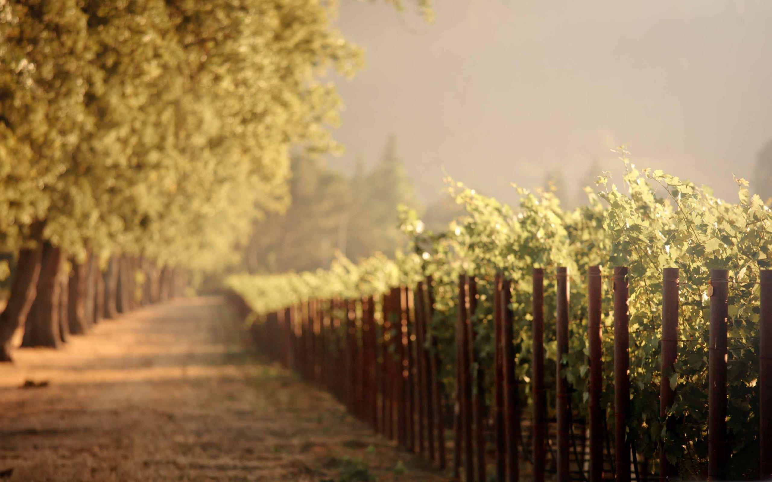 Vineyard Wallpapers - Top Free Vineyard Backgrounds - WallpaperAccess