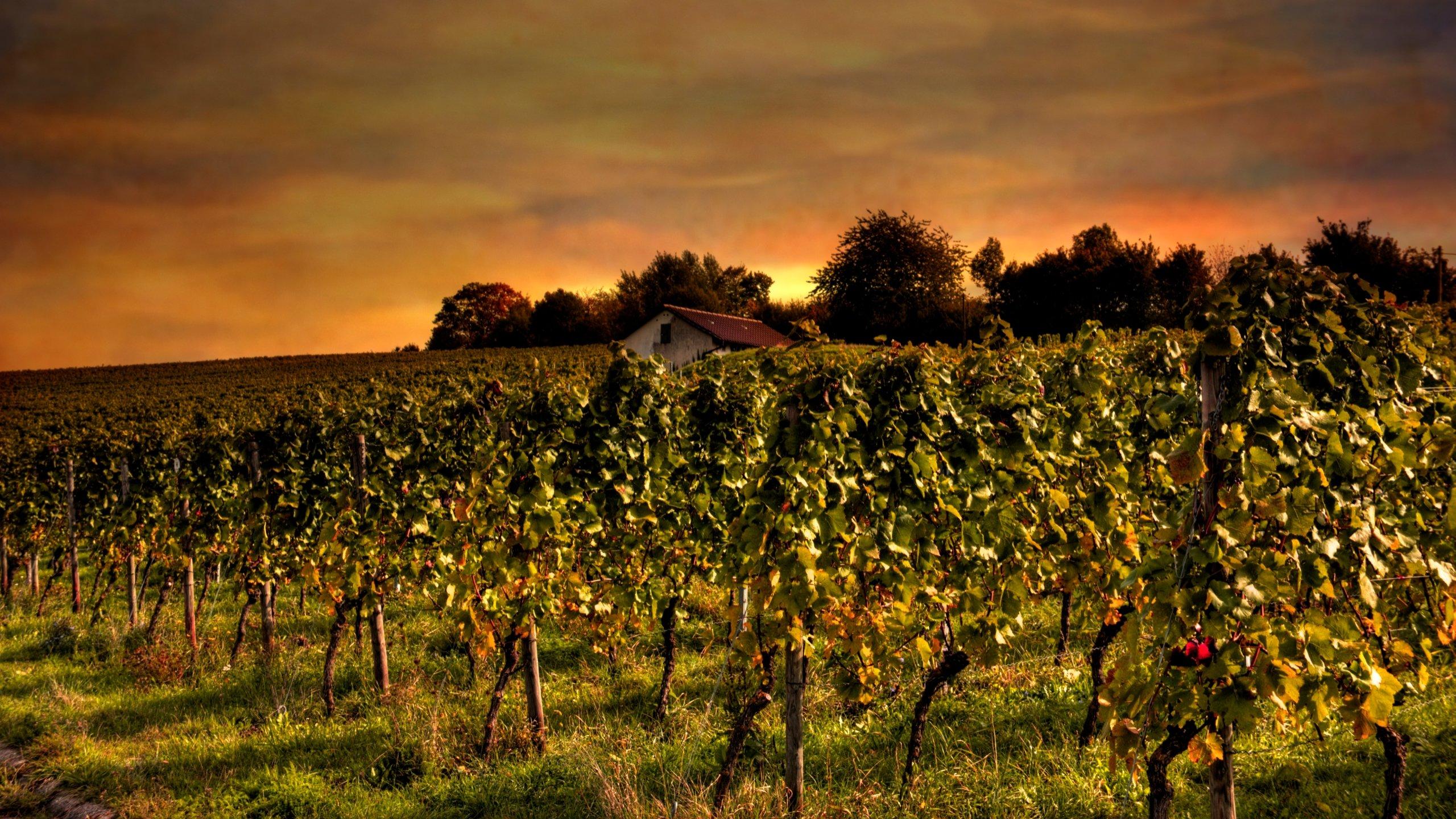 Vineyard Wallpapers - Top Free Vineyard Backgrounds - WallpaperAccess