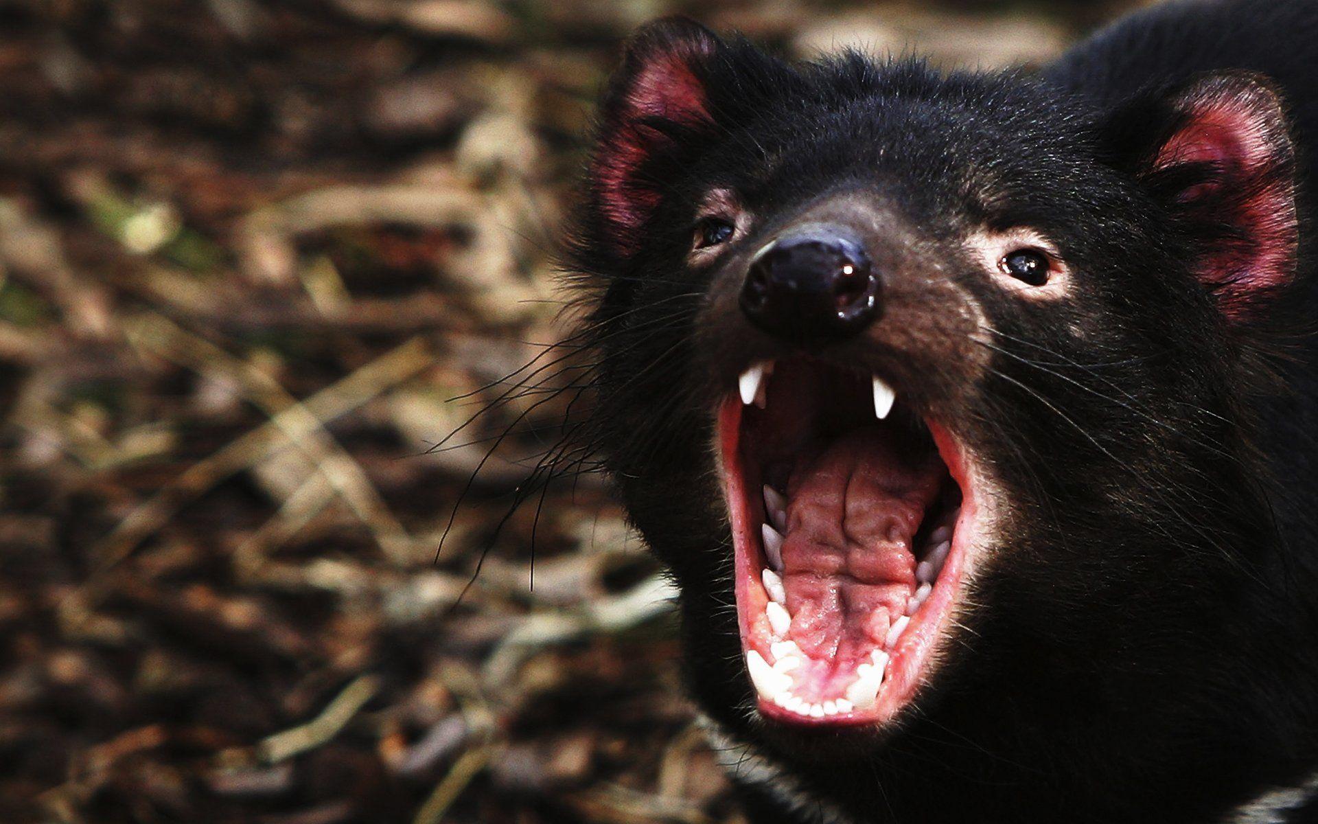 Tasmanian Devil Wallpapers - Top Free Tasmanian Devil Backgrounds ...